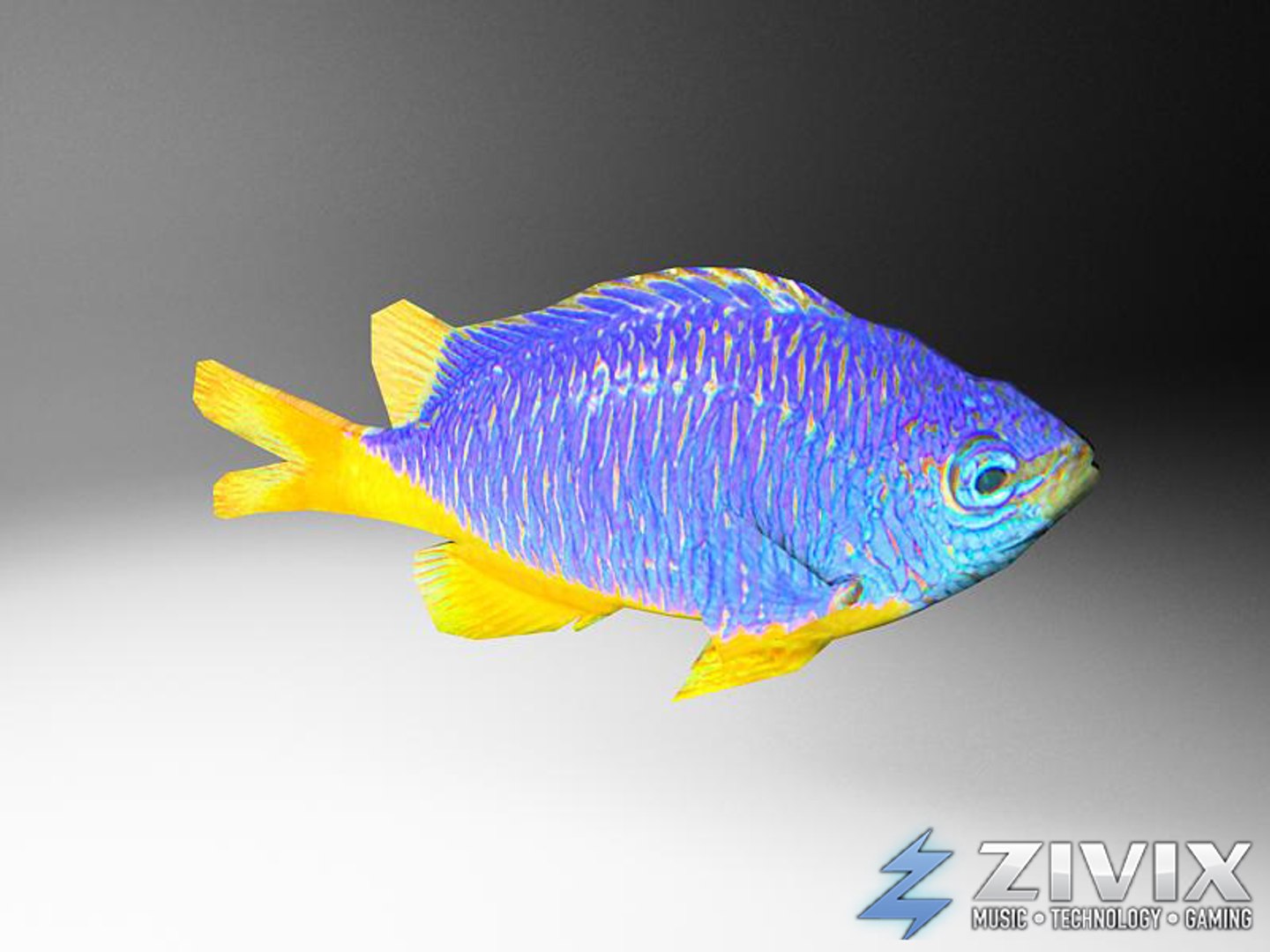 free tropical fish pack 3d model