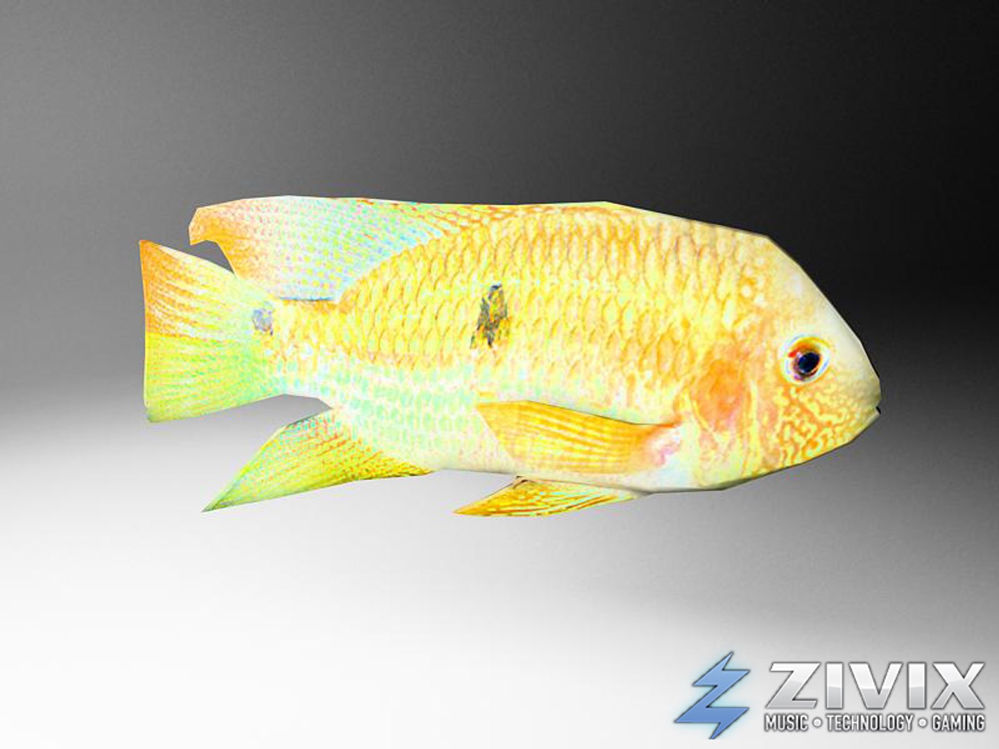 free tropical fish pack 3d model
