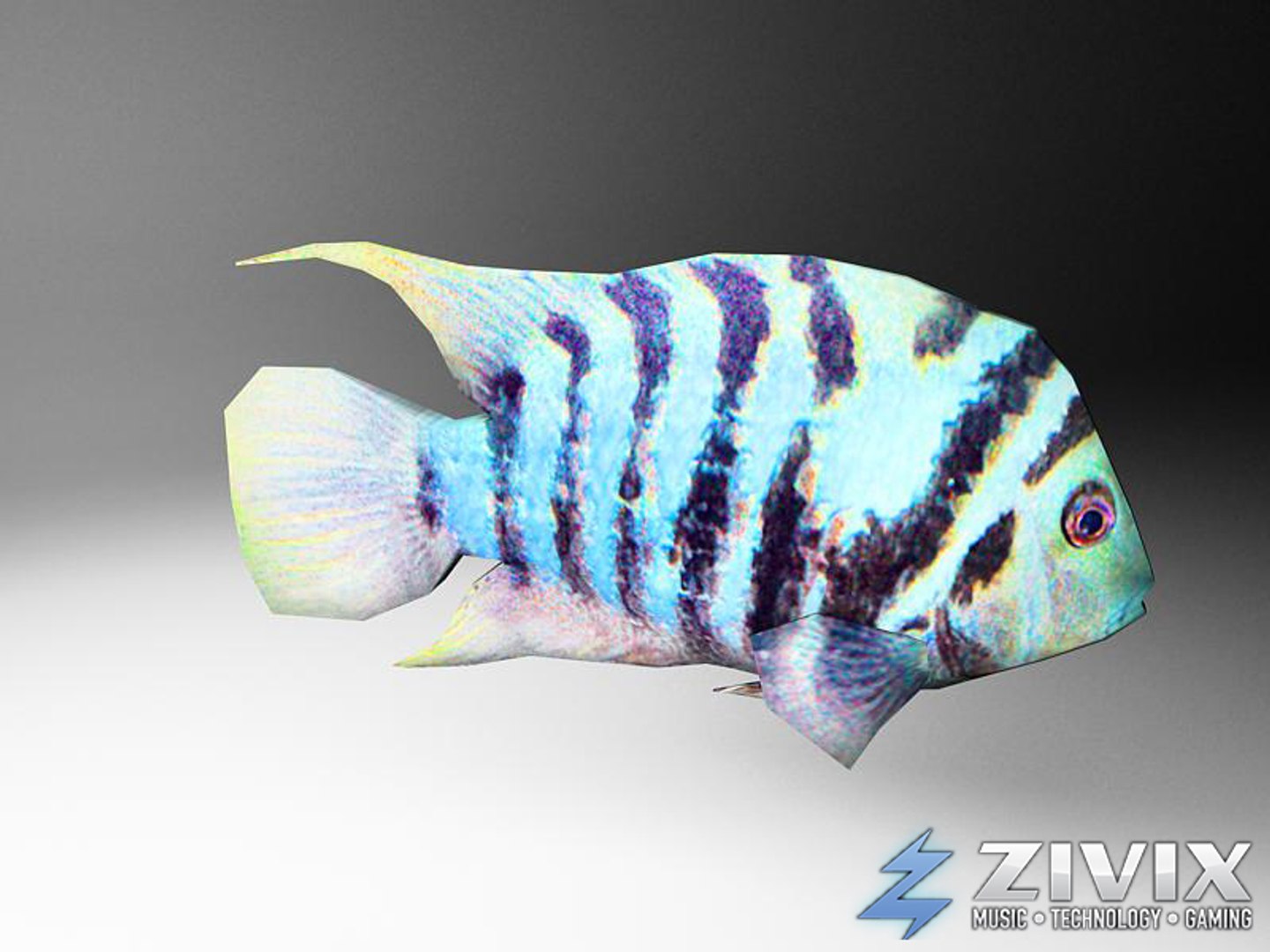 free tropical fish pack 3d model