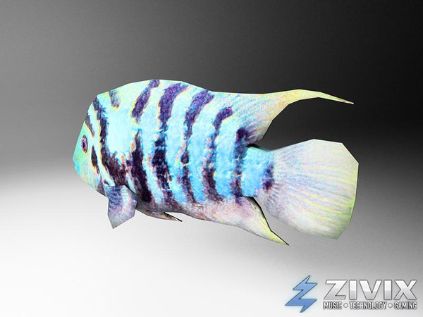 free tropical fish pack 3d model