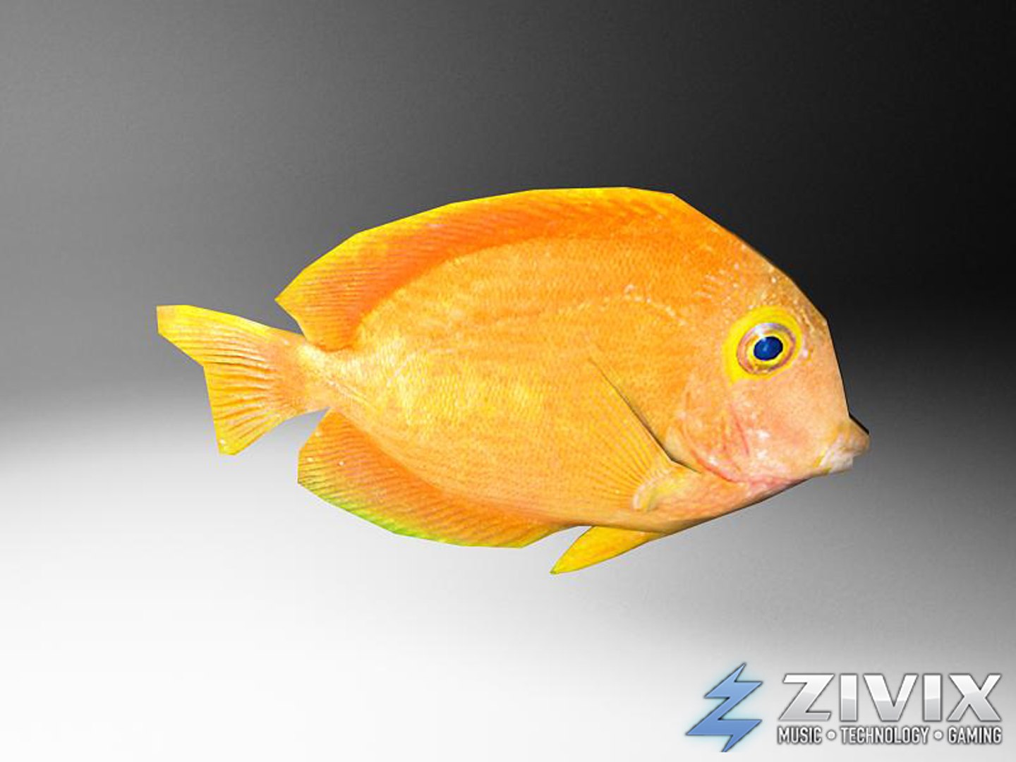 free tropical fish pack 3d model