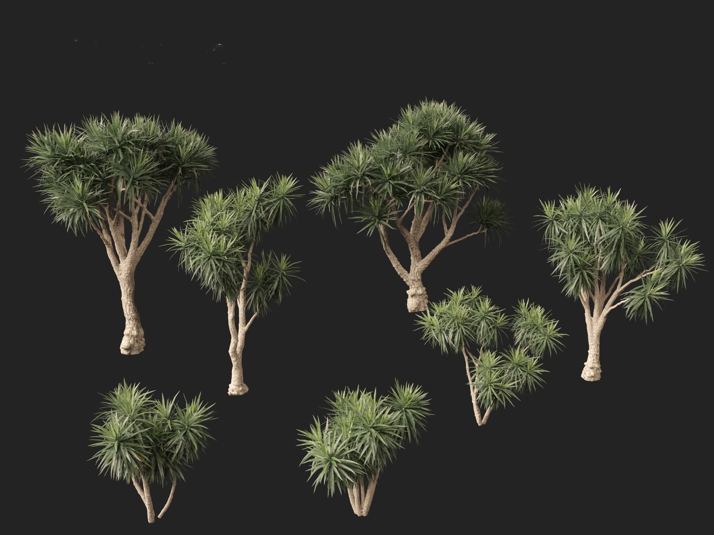 Cordyline australis - Giant dracaena 3D model - TurboSquid 2173574