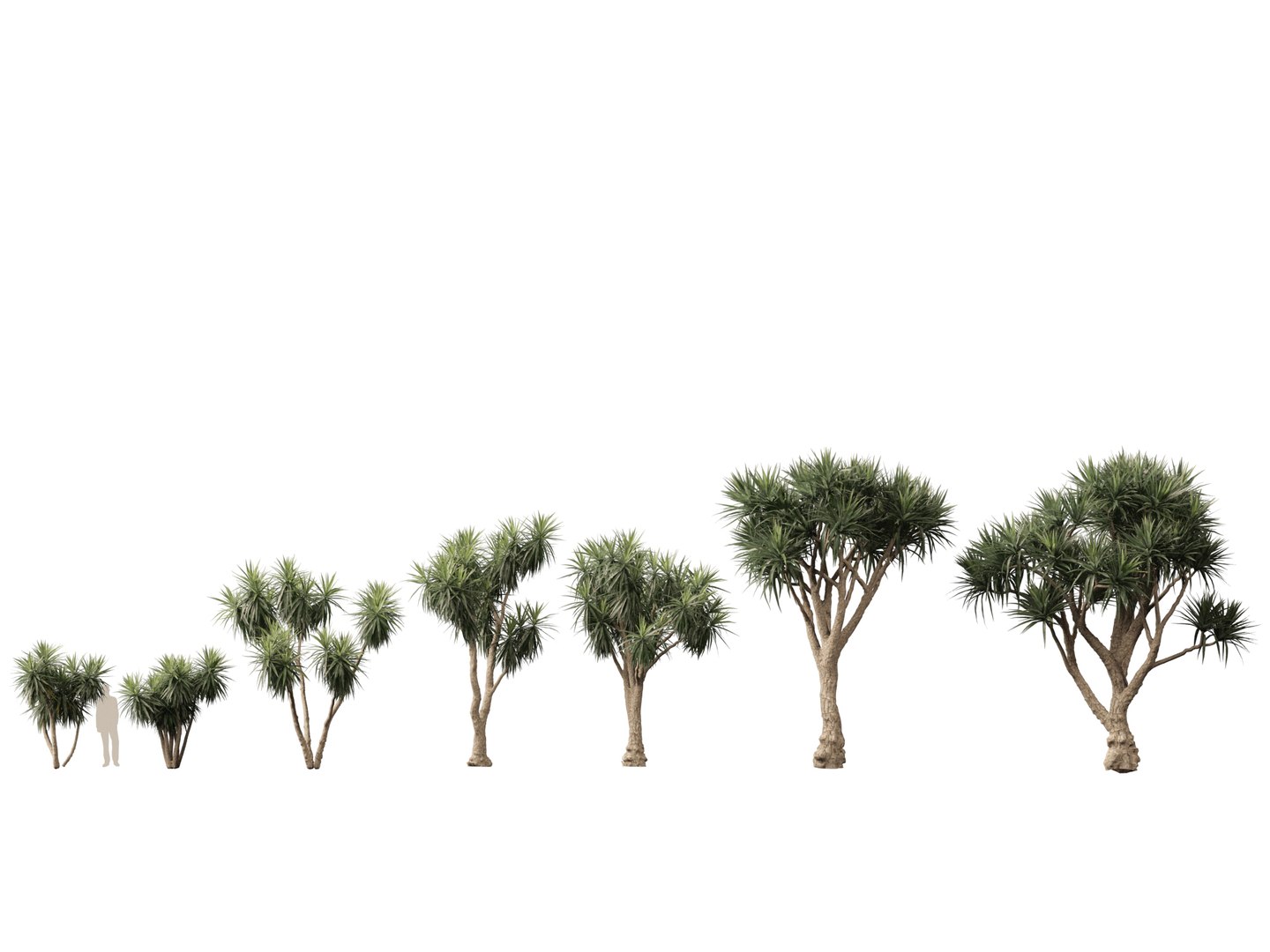 Cordyline Australis - Giant Dracaena 3D Model - TurboSquid 2173574