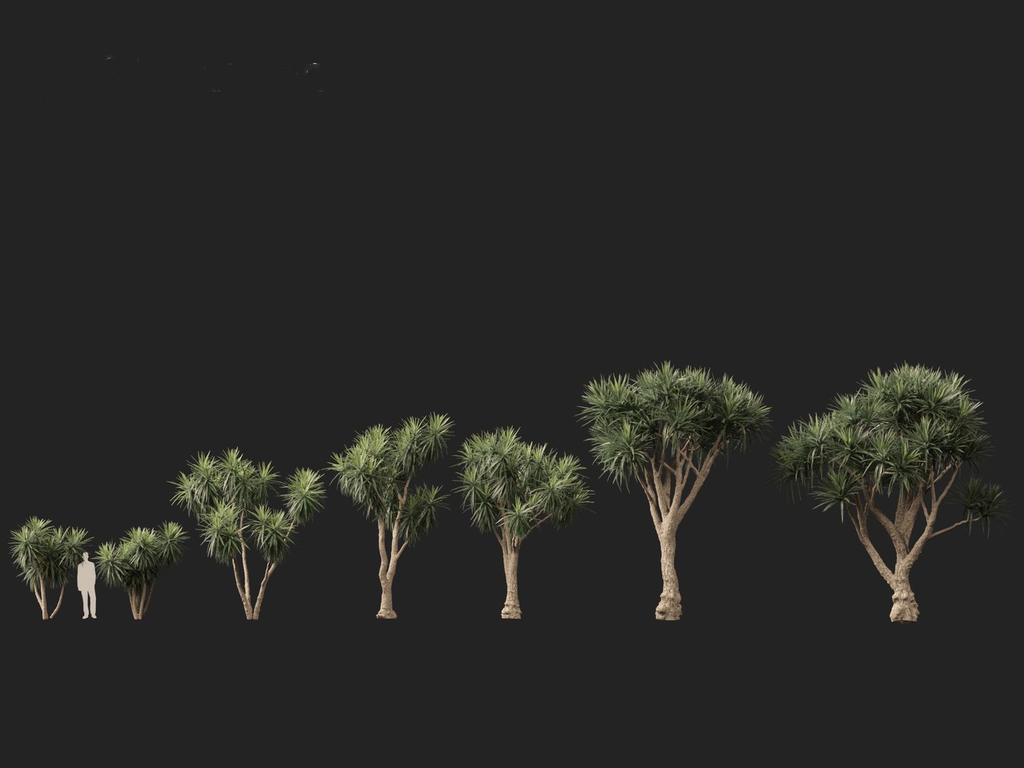 Cordyline Australis - Giant Dracaena 3D Model - TurboSquid 2173574