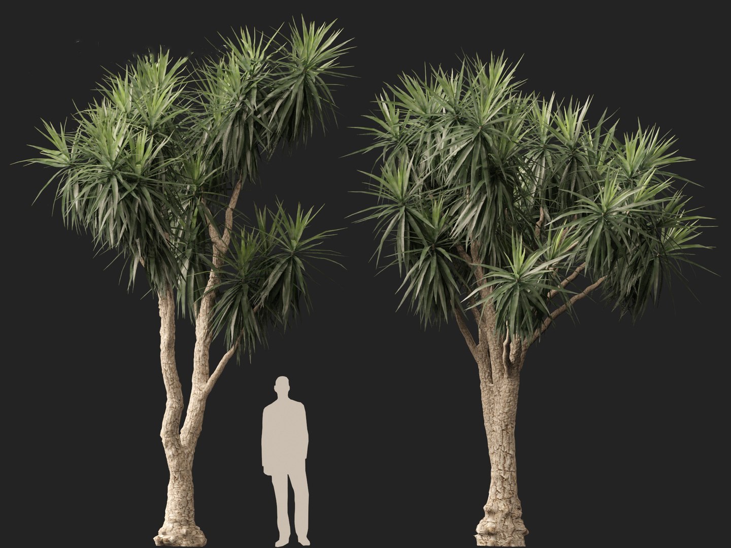 Cordyline Australis - Giant Dracaena 3D Model - TurboSquid 2173574