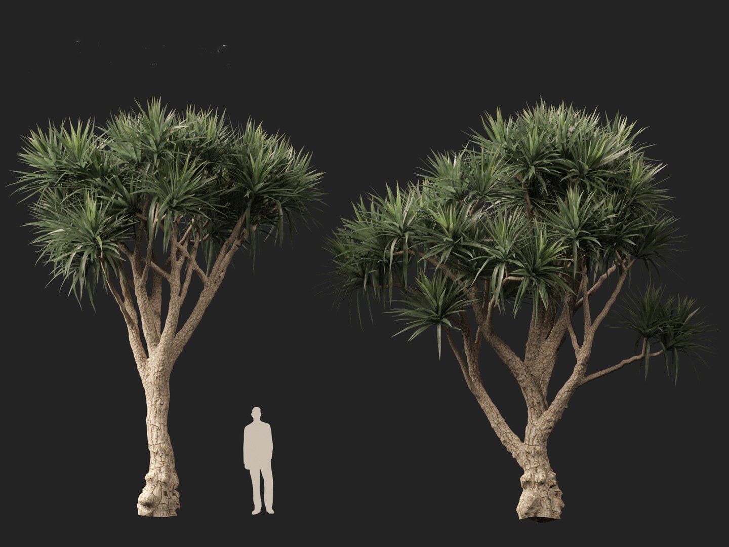 Cordyline Australis - Giant Dracaena 3D Model - TurboSquid 2173574