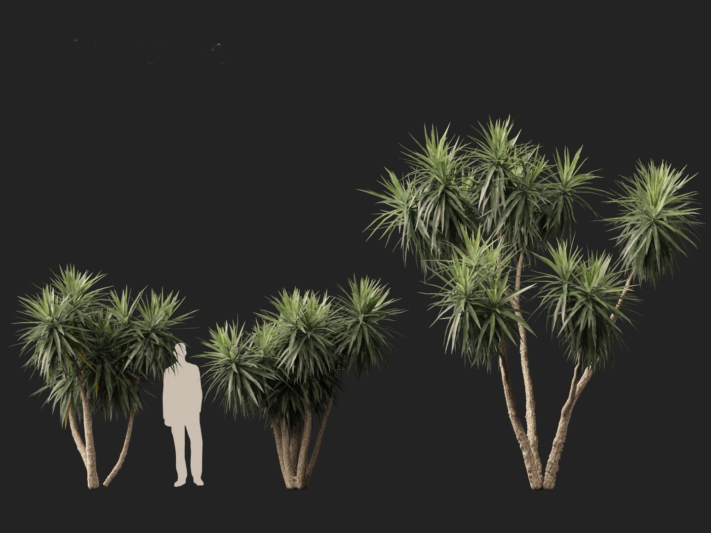 Cordyline Australis - Giant Dracaena 3D Model - TurboSquid 2173574