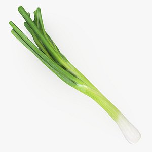 Scallion 3D Models for Download | TurboSquid