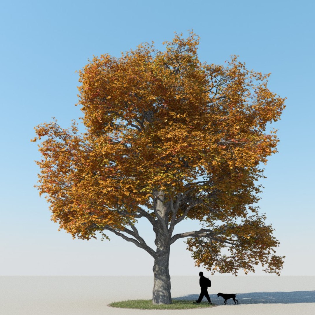 3dsmax realistic maple tree autumn