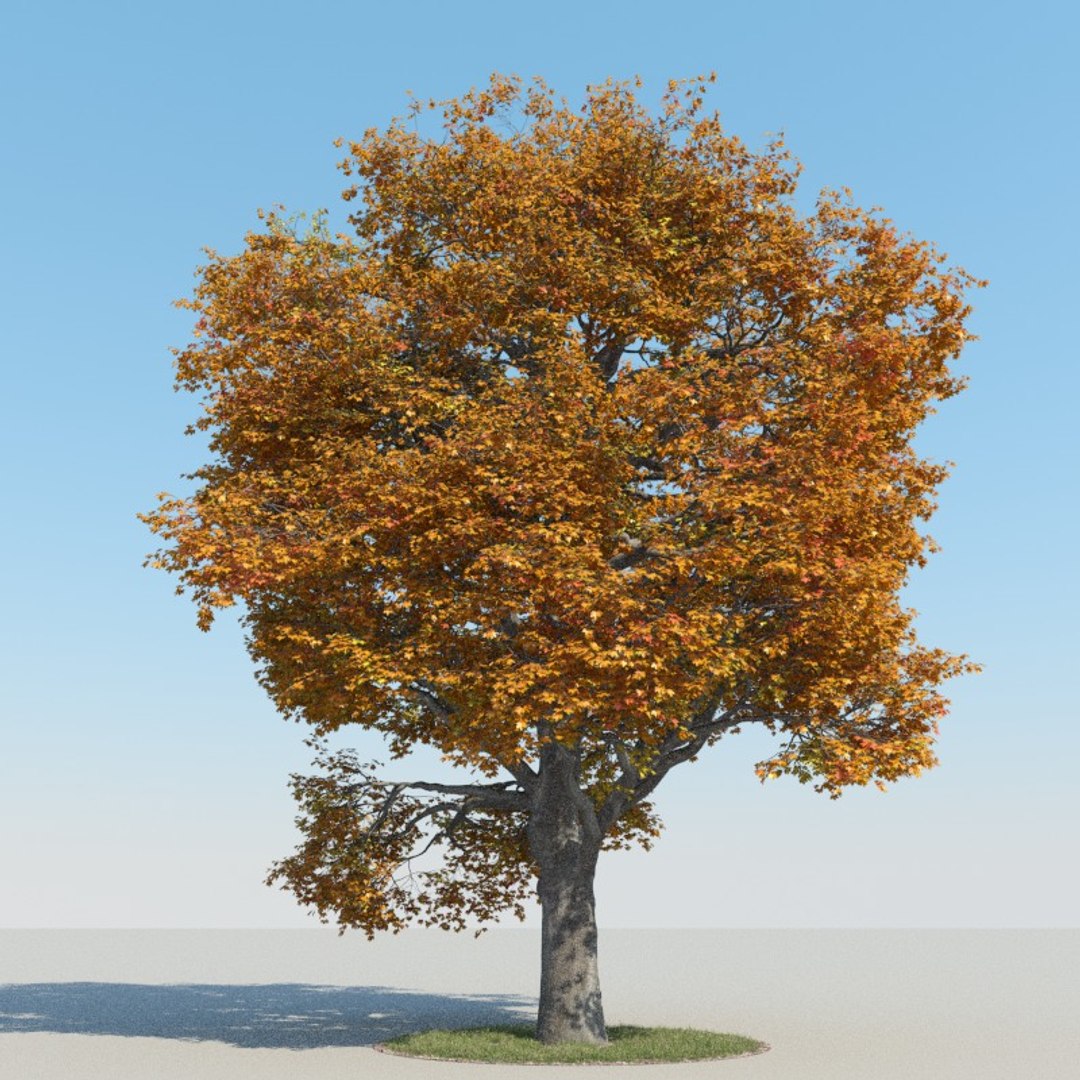 3dsmax realistic maple tree autumn