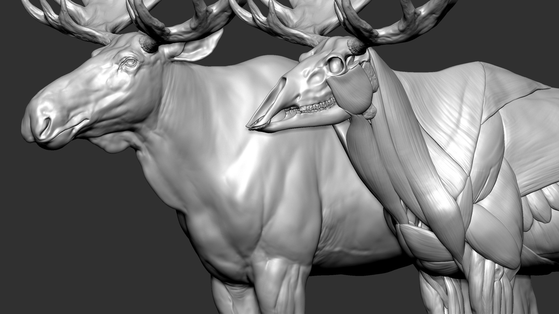 3D Moose VFX MUSCLE SIMULATION - TurboSquid 1886626