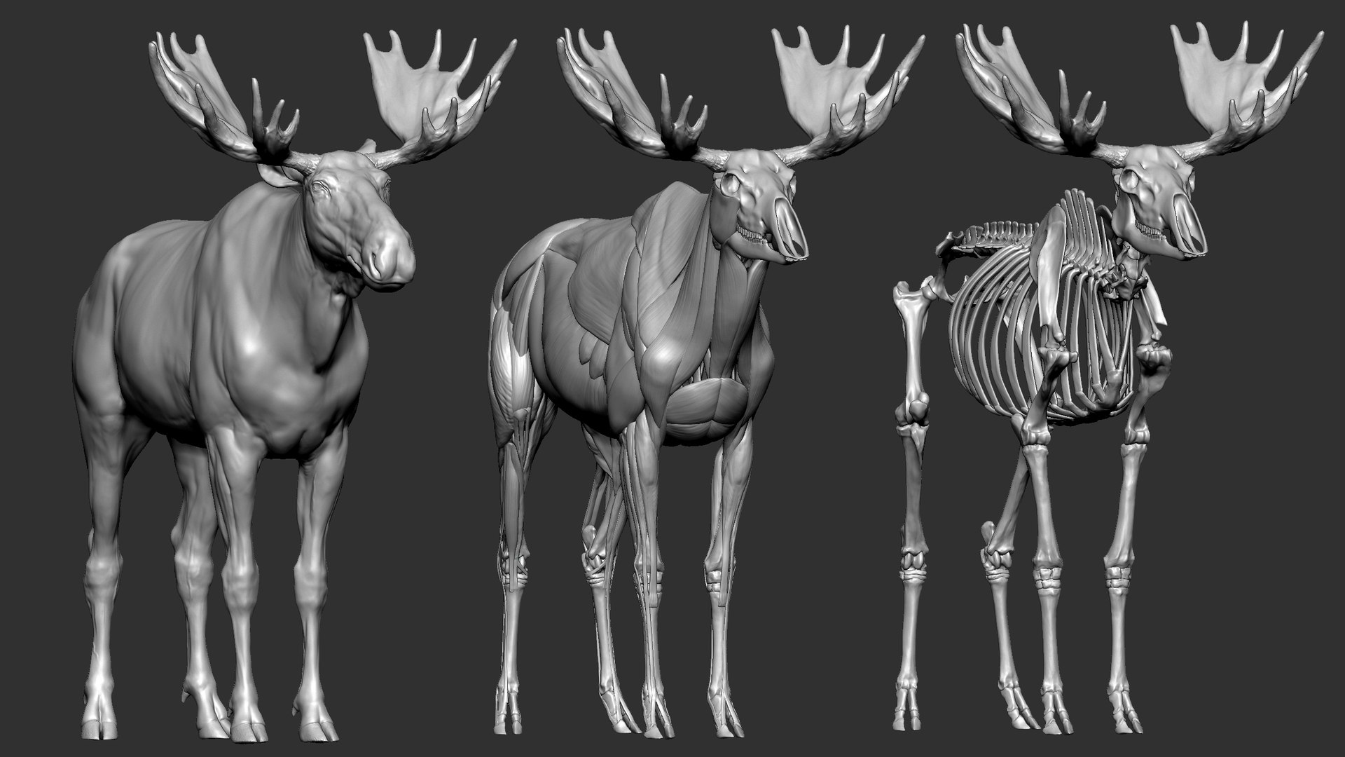 3D Moose VFX MUSCLE SIMULATION - TurboSquid 1886626
