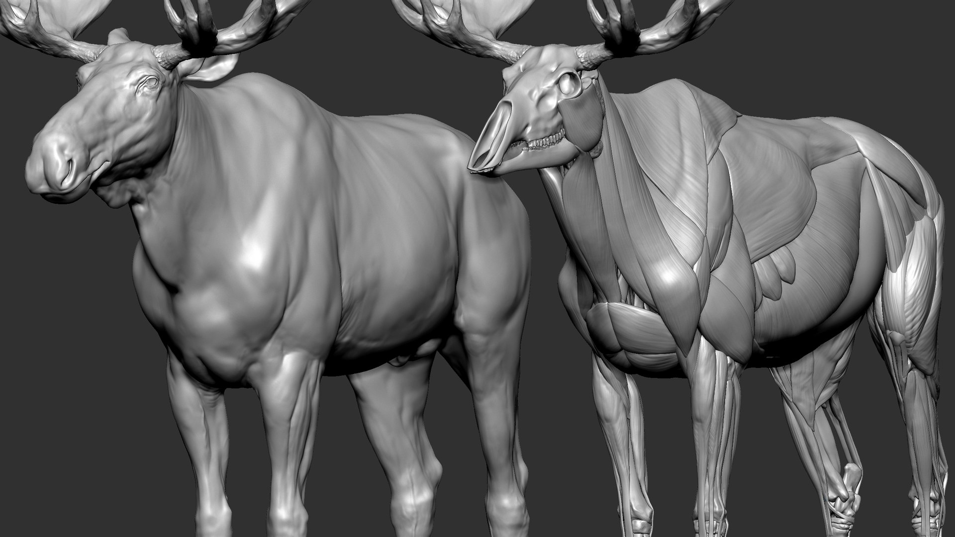 3D Moose VFX MUSCLE SIMULATION - TurboSquid 1886626