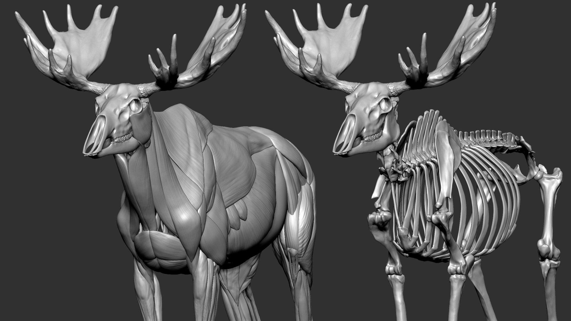 3D Moose VFX MUSCLE SIMULATION - TurboSquid 1886626
