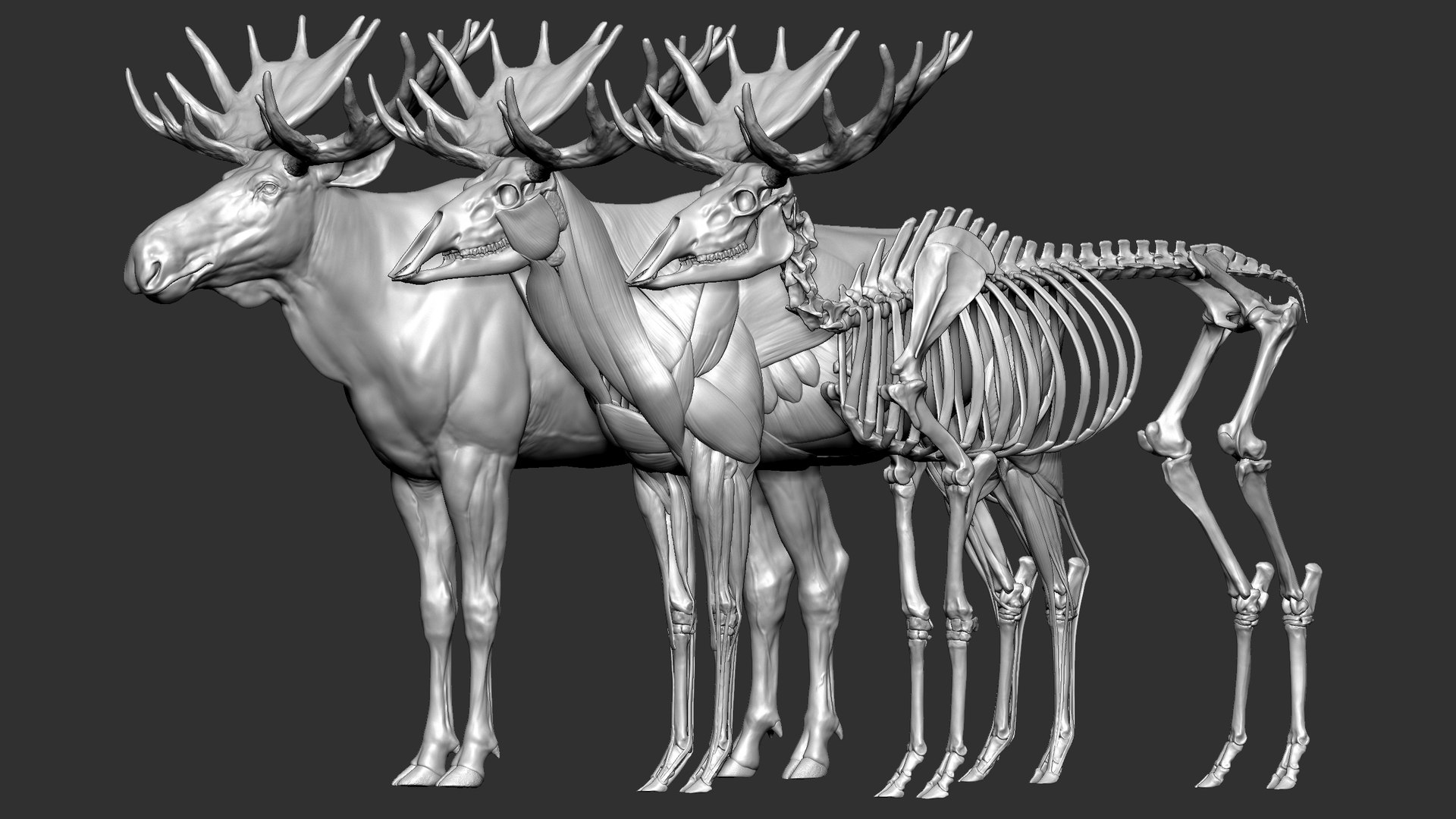3D Moose VFX MUSCLE SIMULATION - TurboSquid 1886626