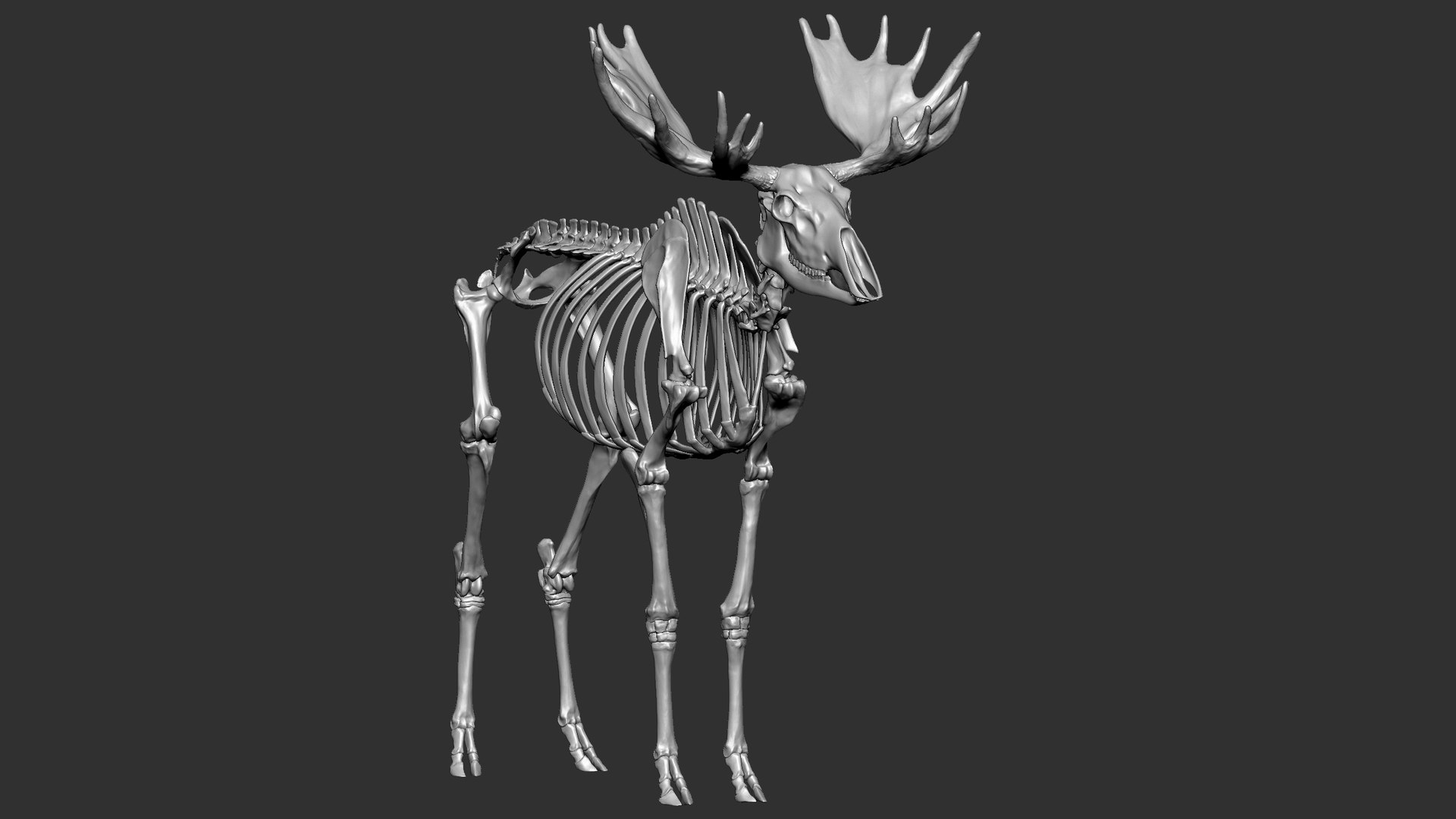 3D Moose VFX MUSCLE SIMULATION - TurboSquid 1886626