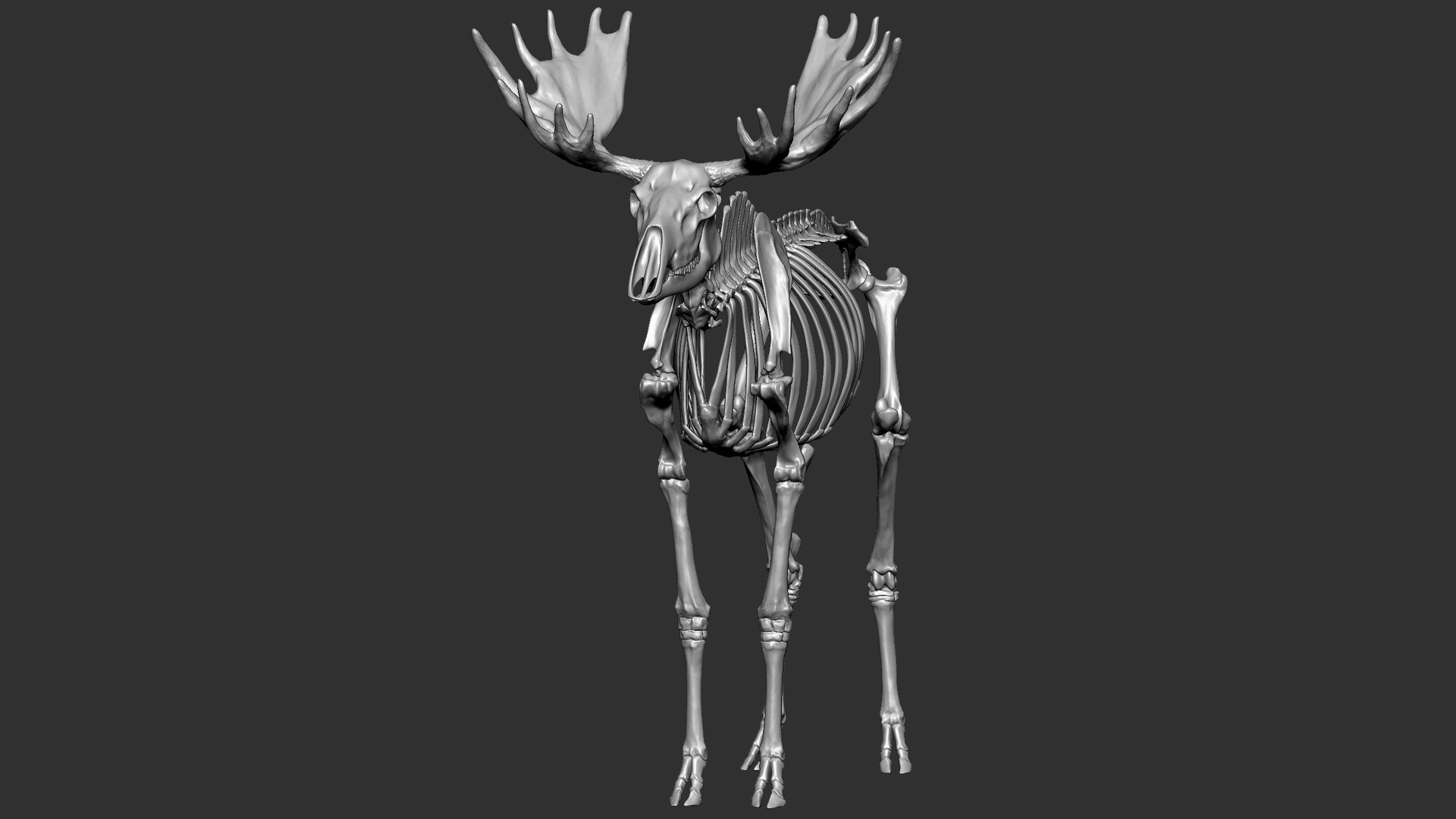 3D Moose VFX MUSCLE SIMULATION - TurboSquid 1886626