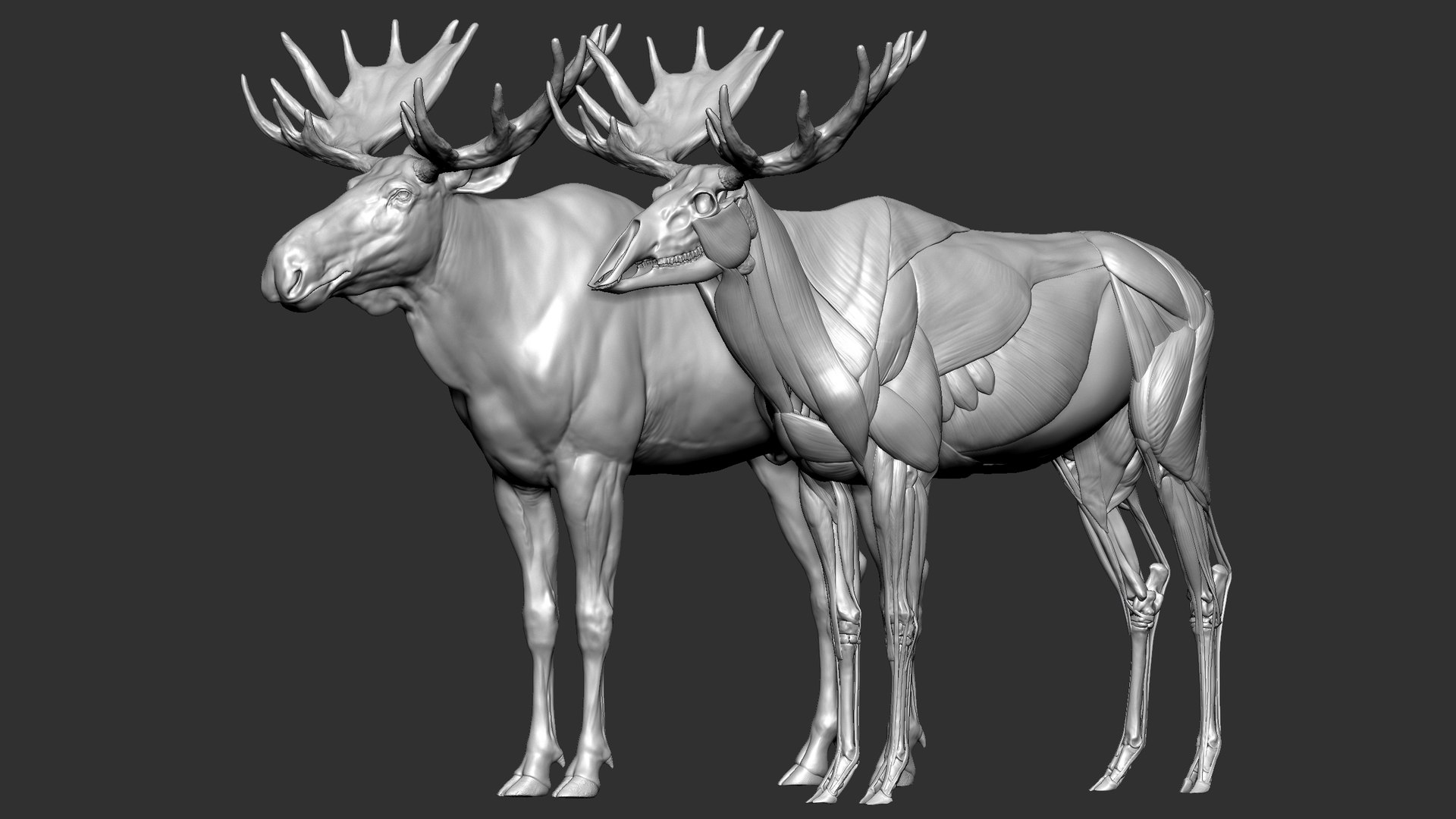 3D Moose VFX MUSCLE SIMULATION - TurboSquid 1886626