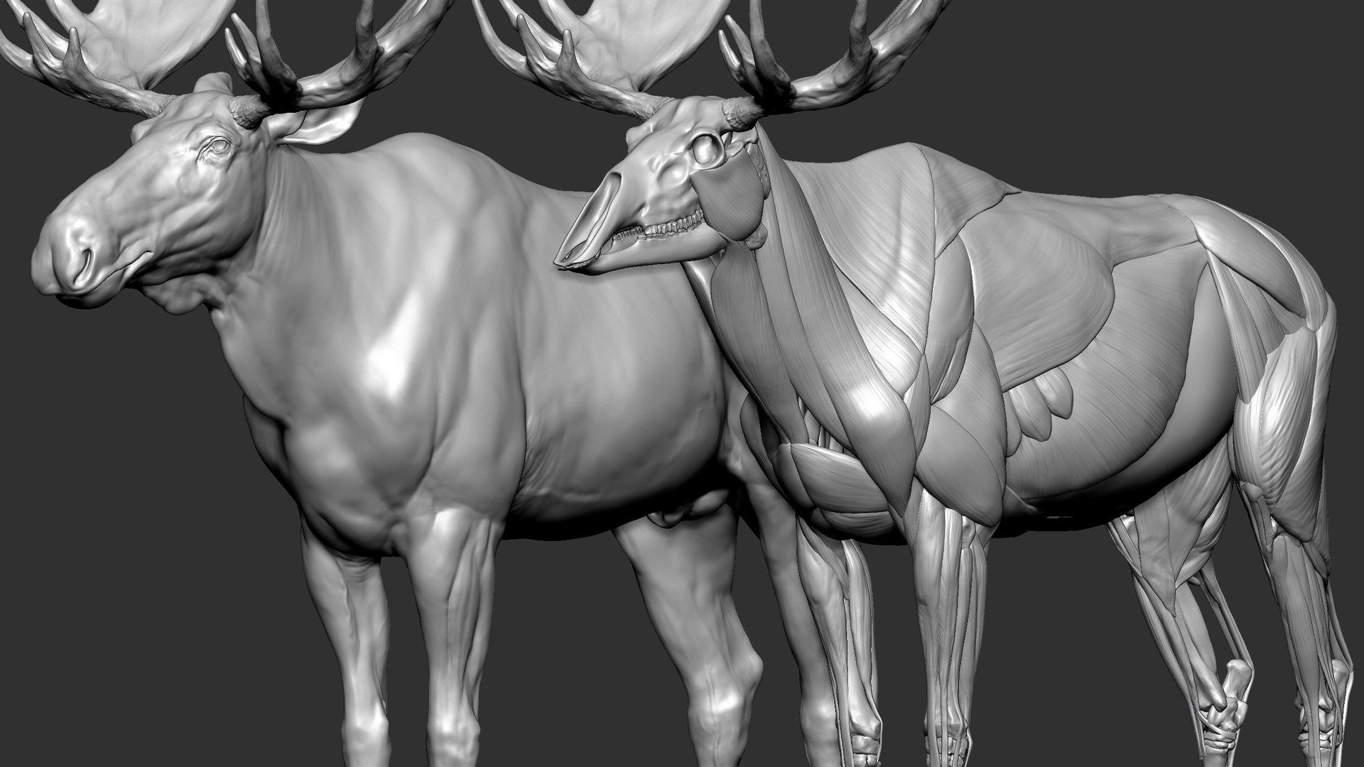 3D Moose VFX MUSCLE SIMULATION - TurboSquid 1886626