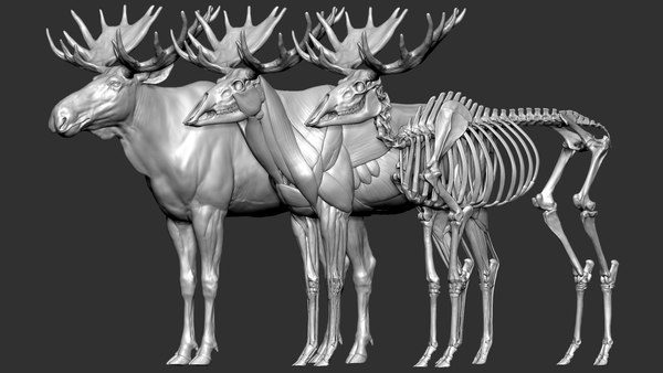 3D модель Moose VFX MUSCLE SIMULATION - TurboSquid 1886626