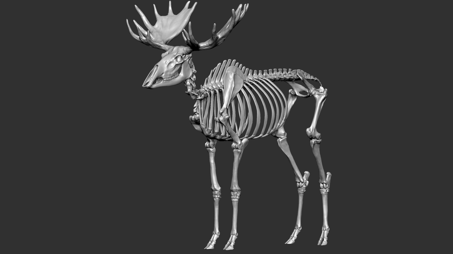 3D Moose VFX MUSCLE SIMULATION - TurboSquid 1886626