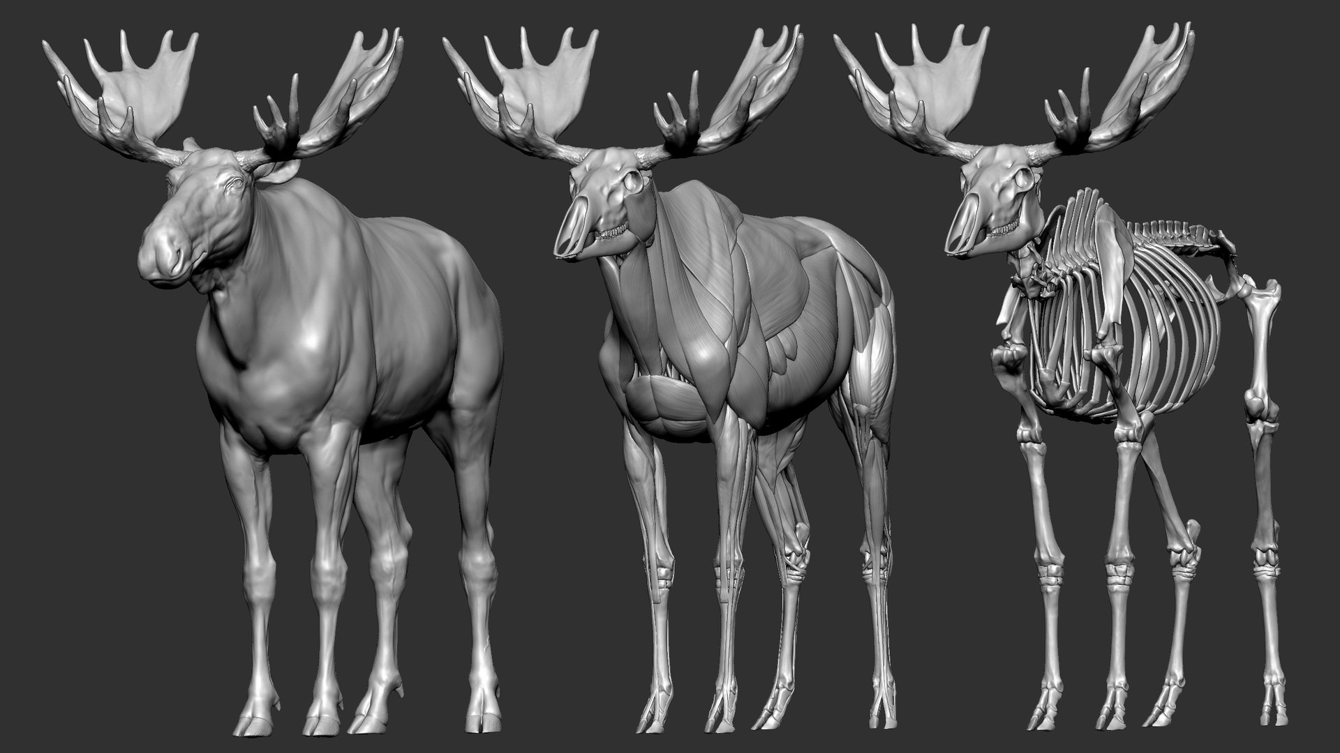 3D Moose VFX MUSCLE SIMULATION - TurboSquid 1886626