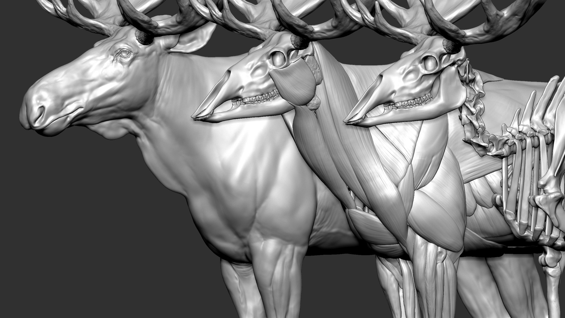 3D Moose VFX MUSCLE SIMULATION - TurboSquid 1886626