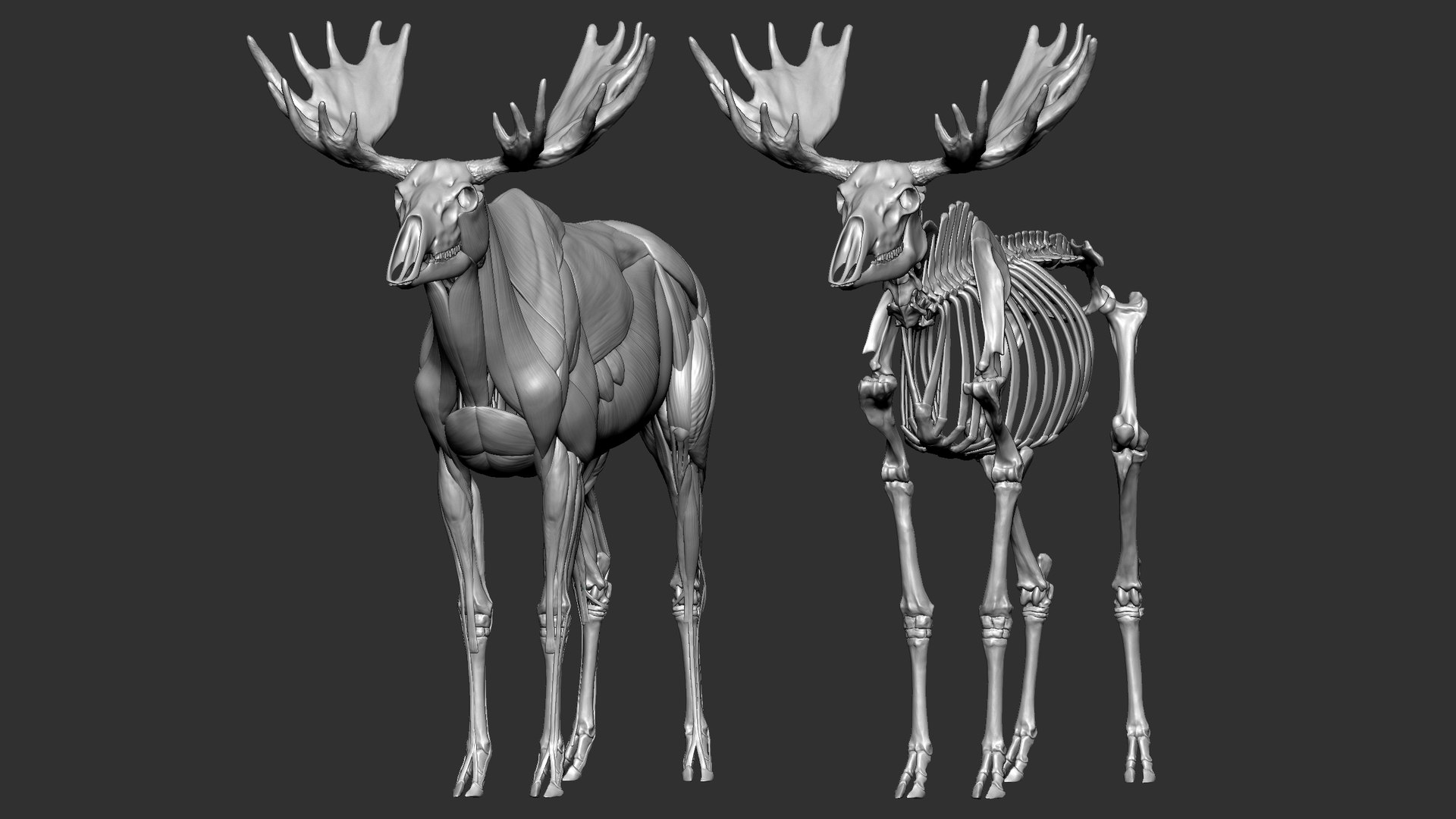 3D Moose VFX MUSCLE SIMULATION - TurboSquid 1886626