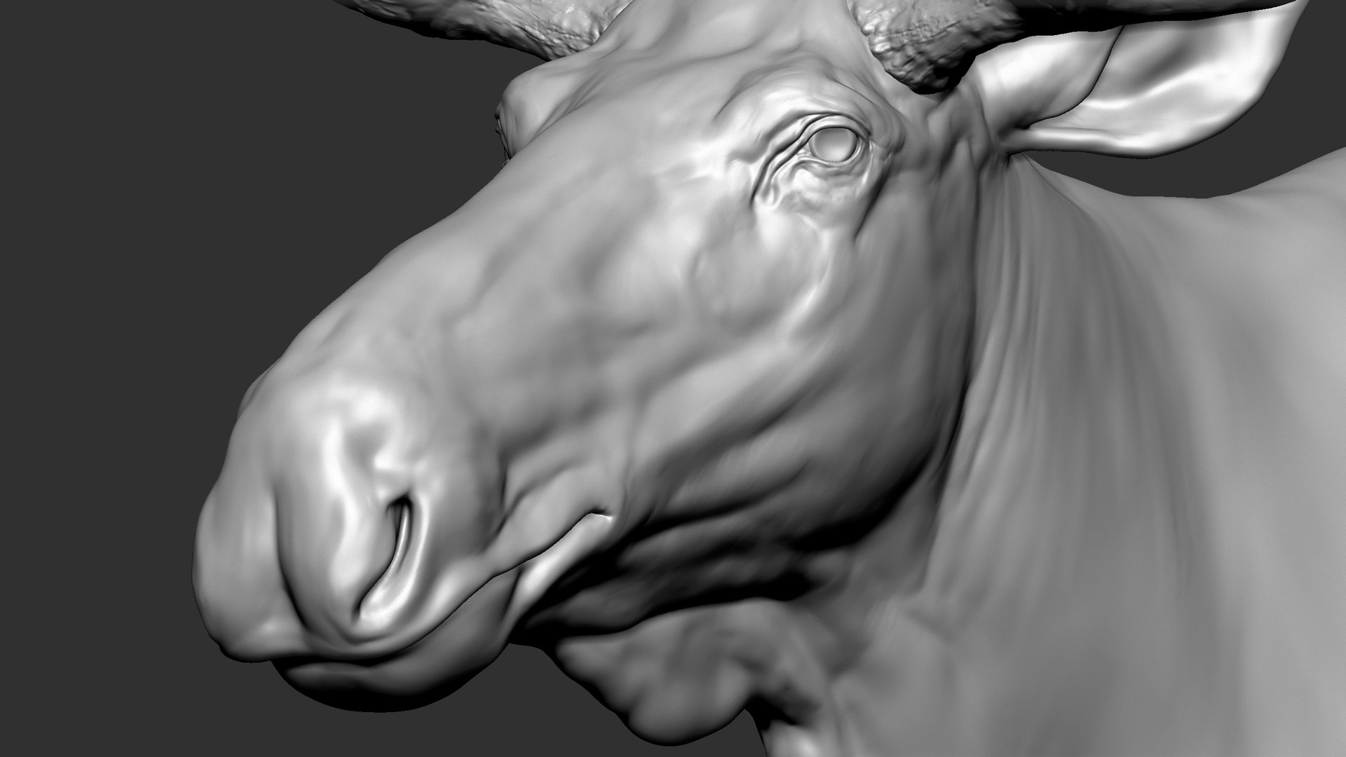 3D Moose VFX MUSCLE SIMULATION - TurboSquid 1886626