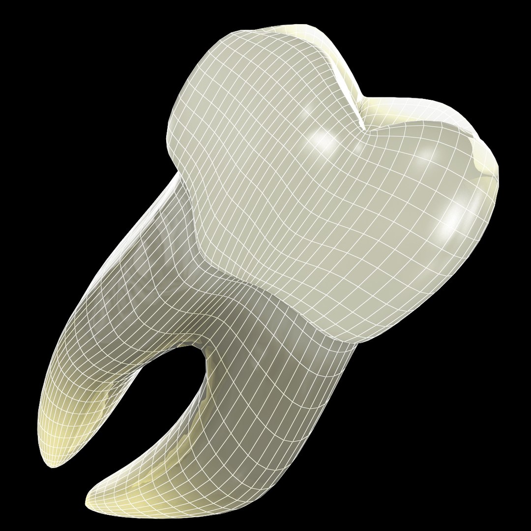 3d Human Teeth Model