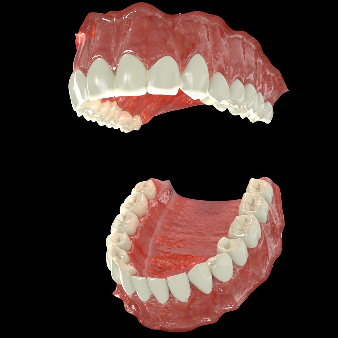3d Human Teeth Model