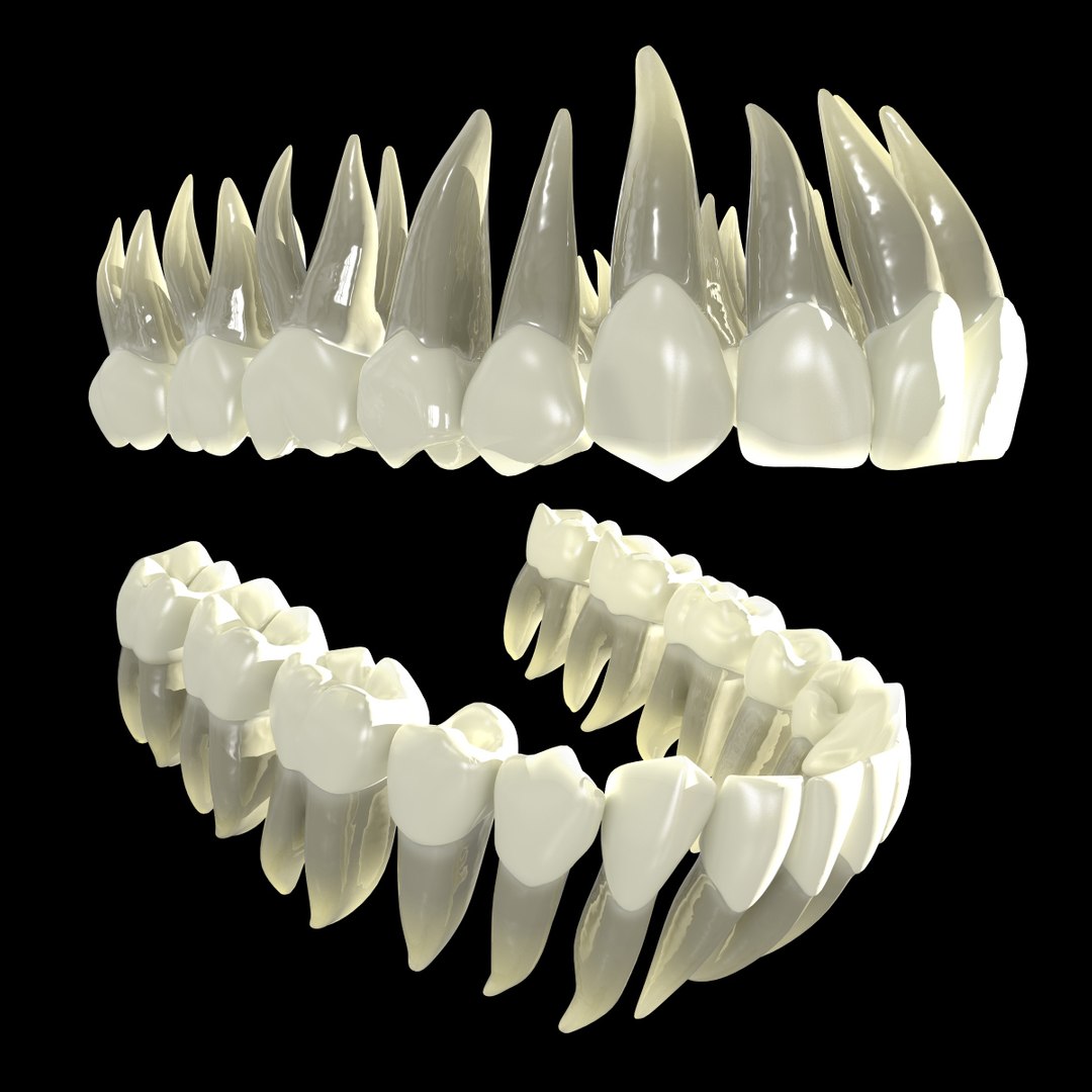 3d Human Teeth Model