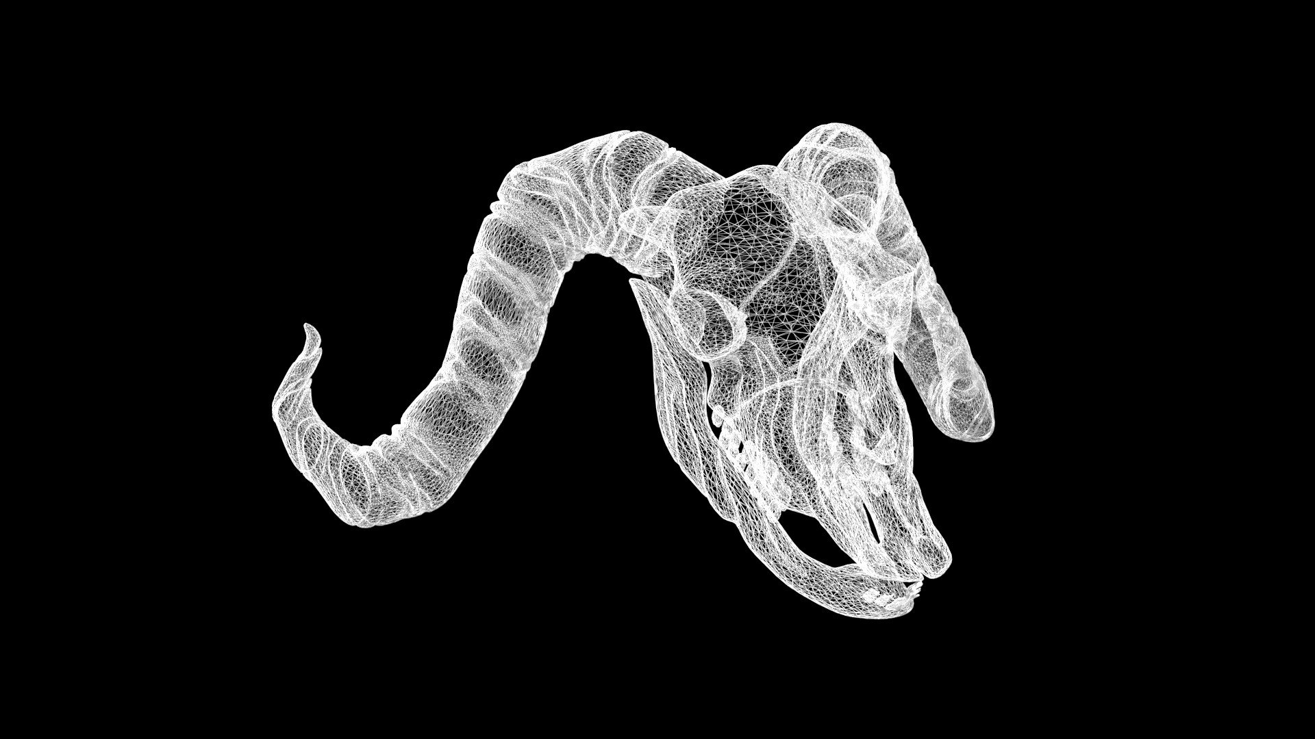 3D Buffalo skull model - TurboSquid 1887856