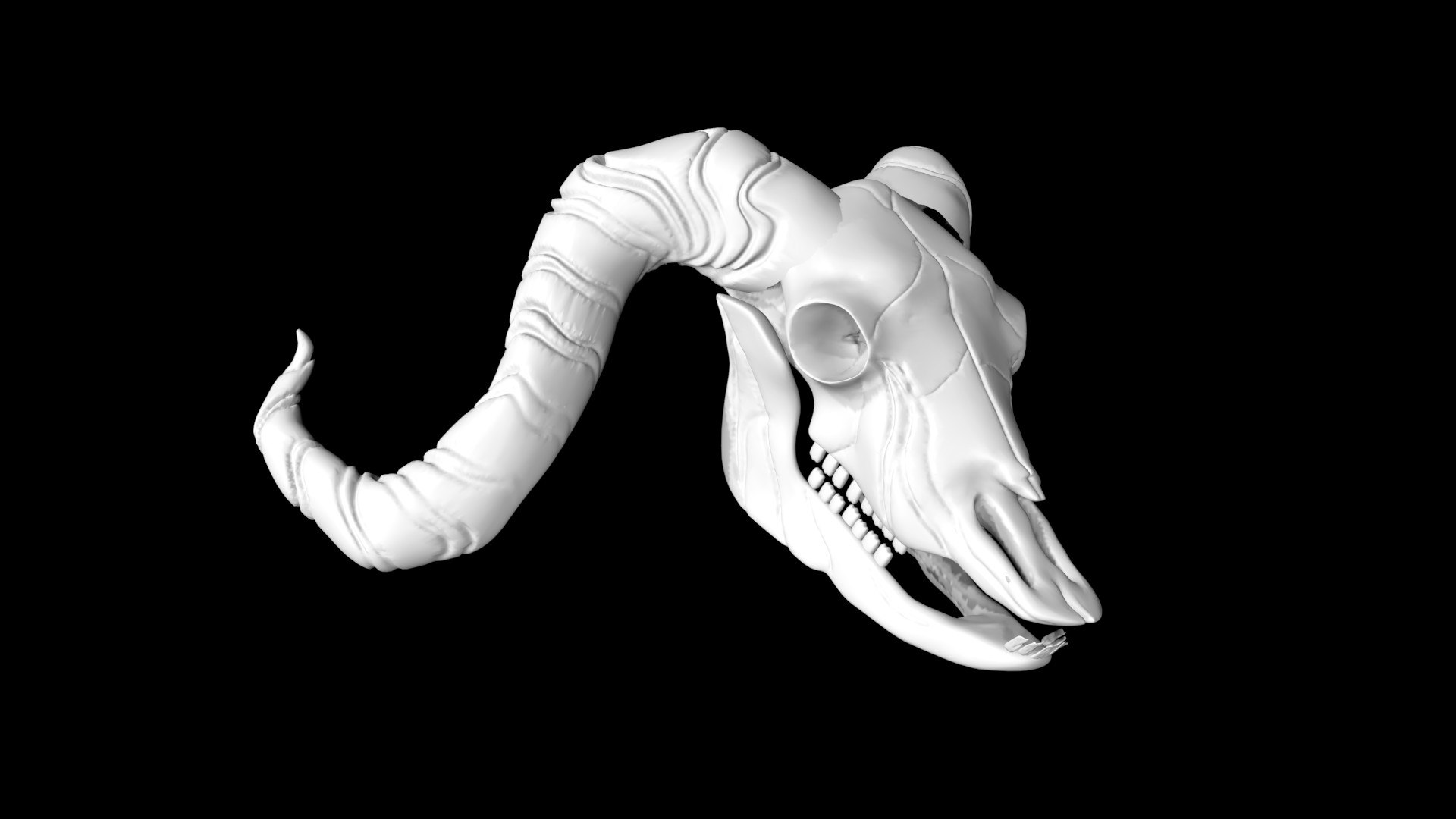 3D Buffalo skull model - TurboSquid 1887856