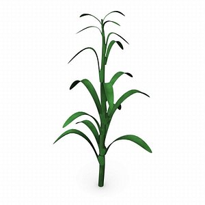 Download Free & Premium Corn Stalk 3D Models | TurboSquid