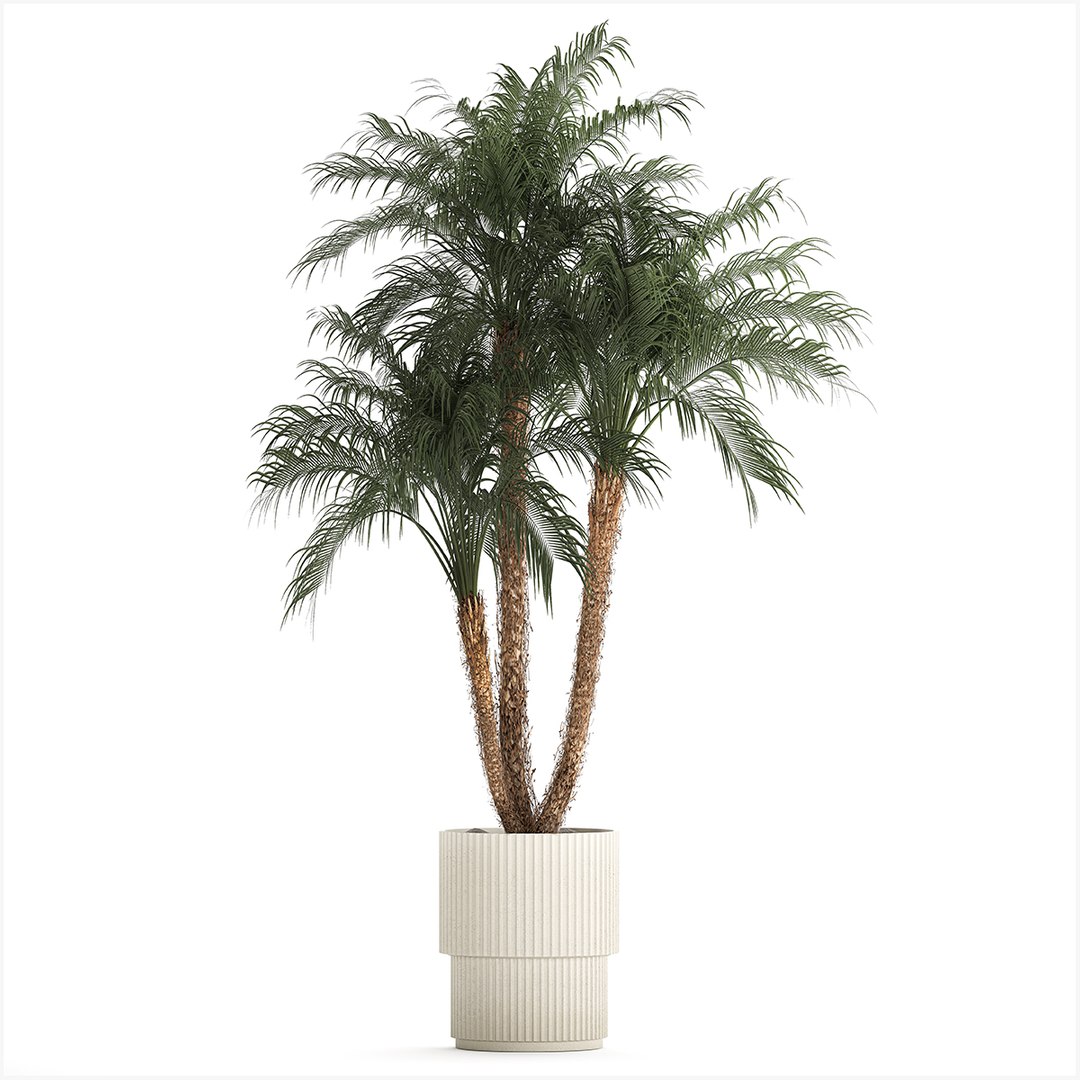 3D model Beautiful Phoenix roebelenii in a flower pot for decoration ...