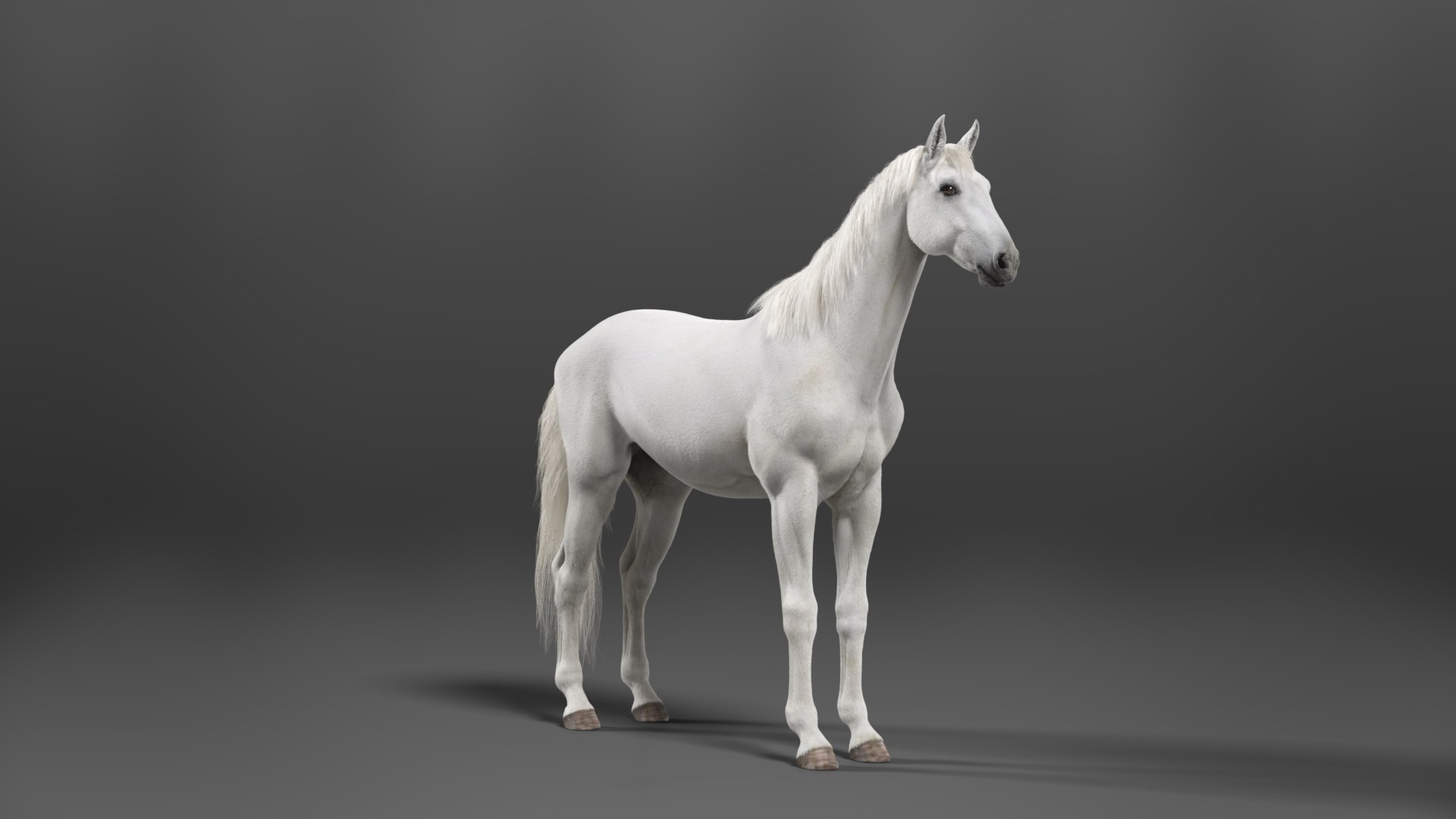 White Horse Animation 3D Model - TurboSquid 2081158