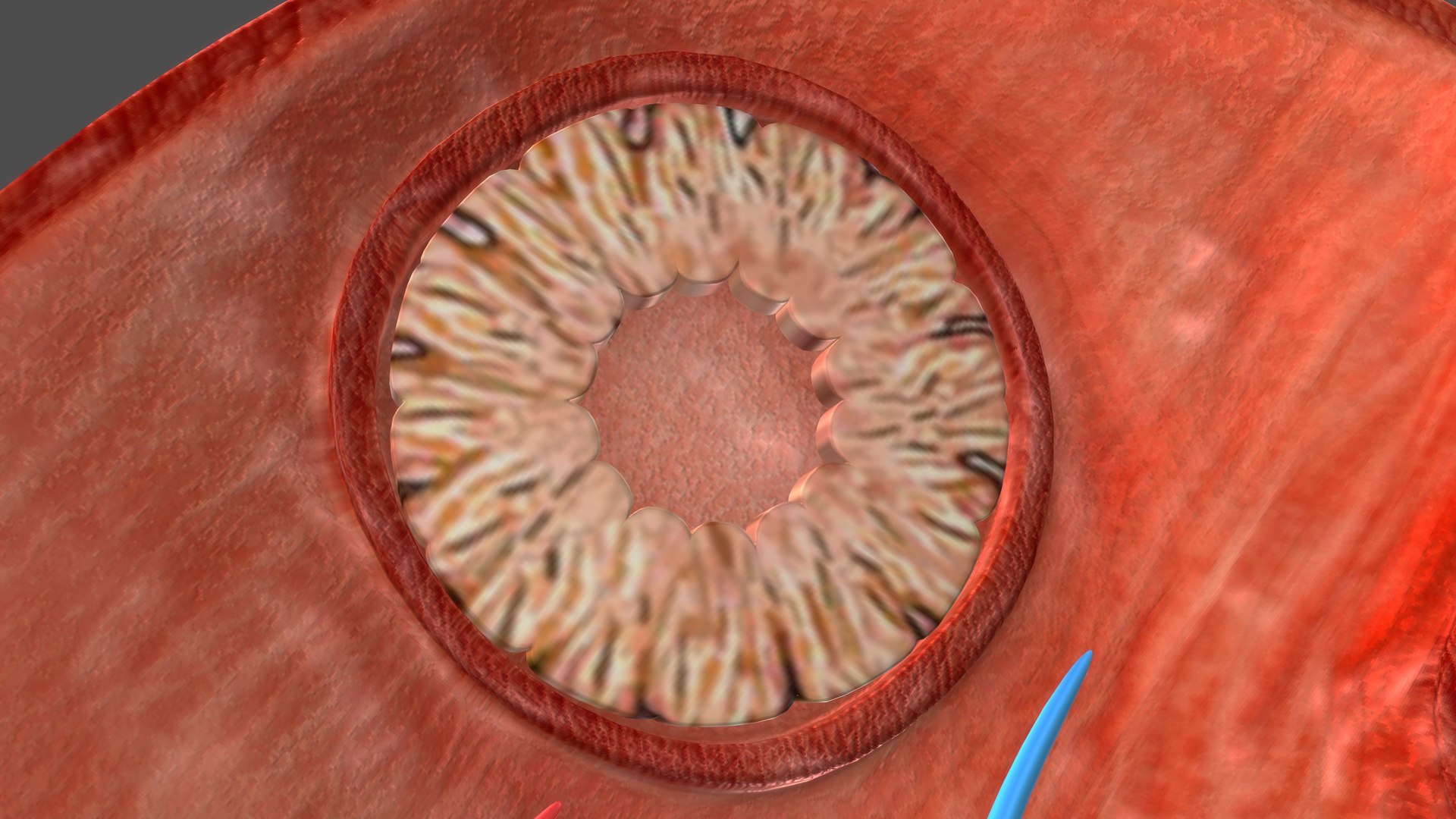 Ovary Cross Section 3D Model - TurboSquid 1791175