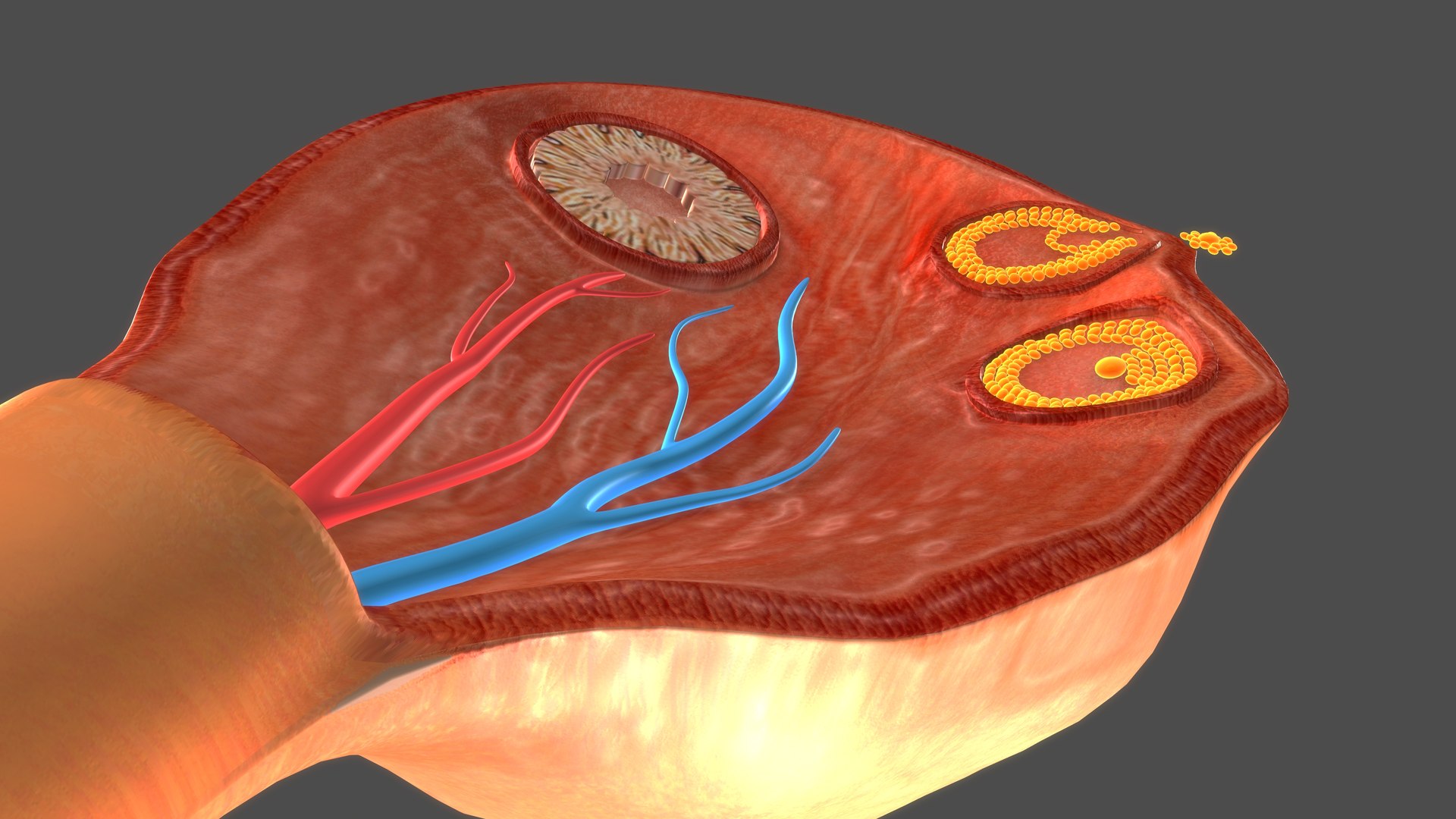 Ovary Cross Section 3D Model - TurboSquid 1791175
