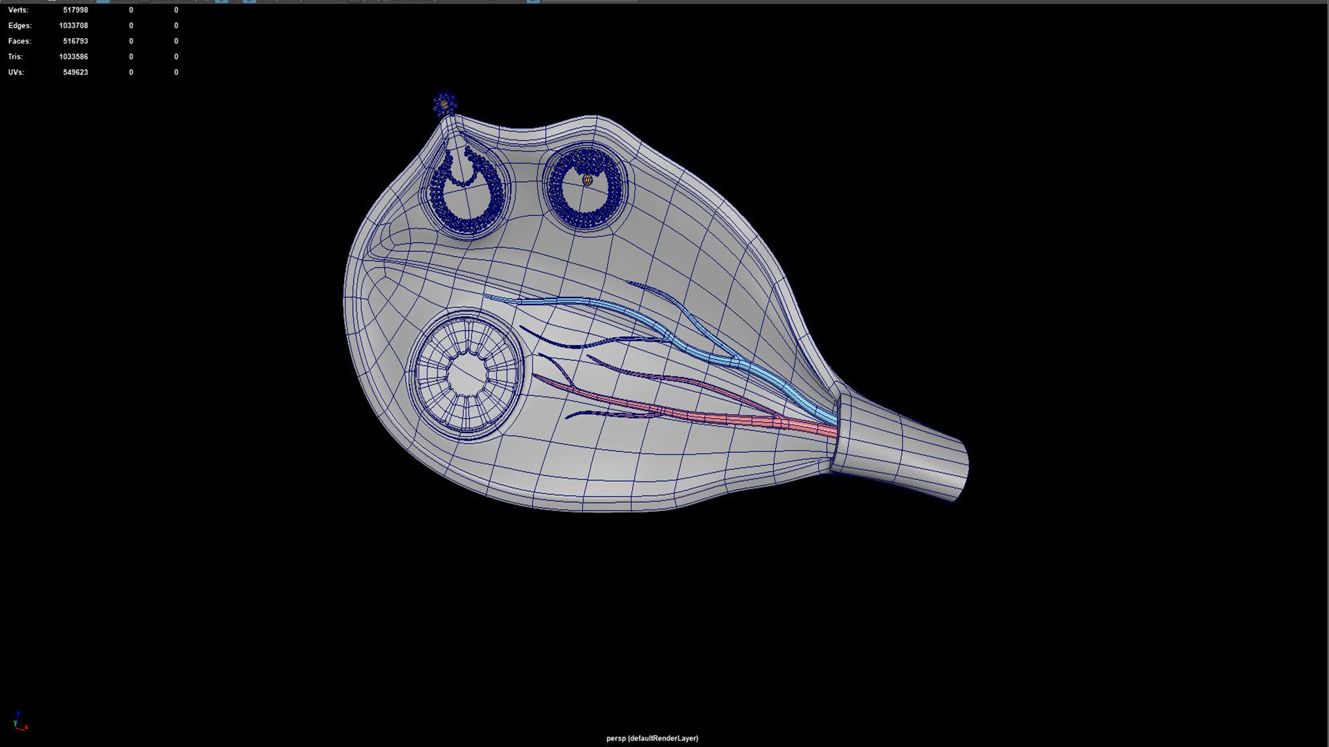 Ovary Cross Section 3D model - TurboSquid 1791175