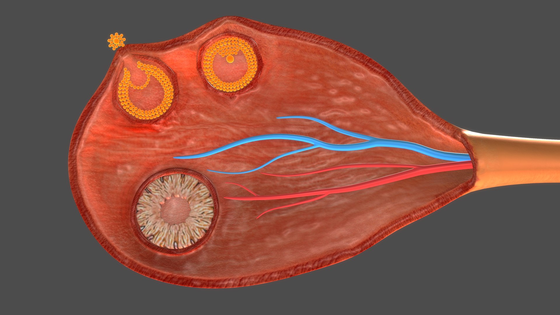 Ovary Cross Section 3D Model - TurboSquid 1791175