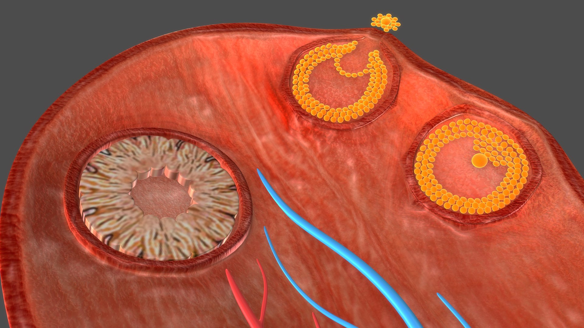 Ovary Cross Section 3D Model - TurboSquid 1791175