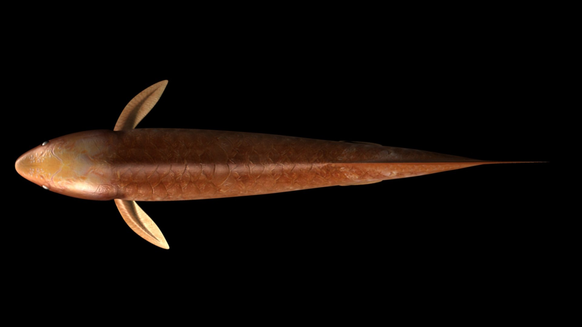 Neoceratodus Forsteri 3d Obj