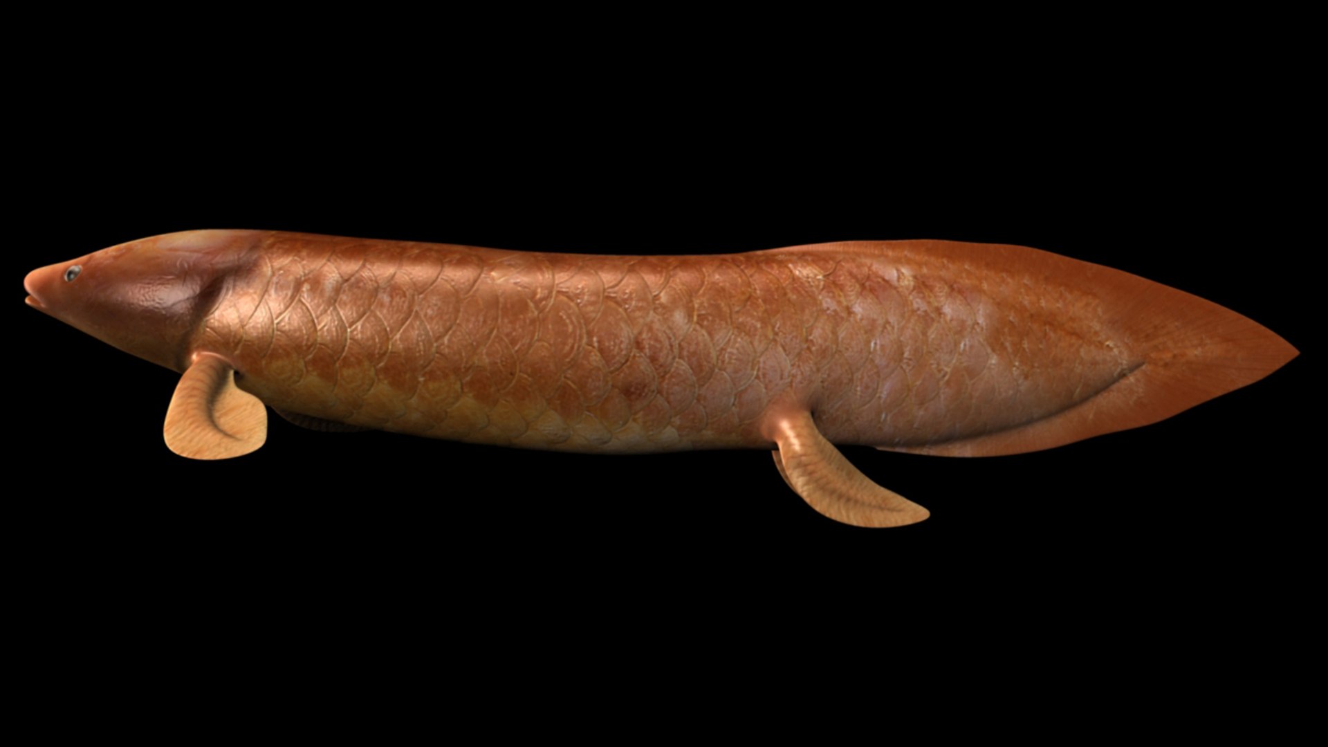 Neoceratodus Forsteri 3d Obj