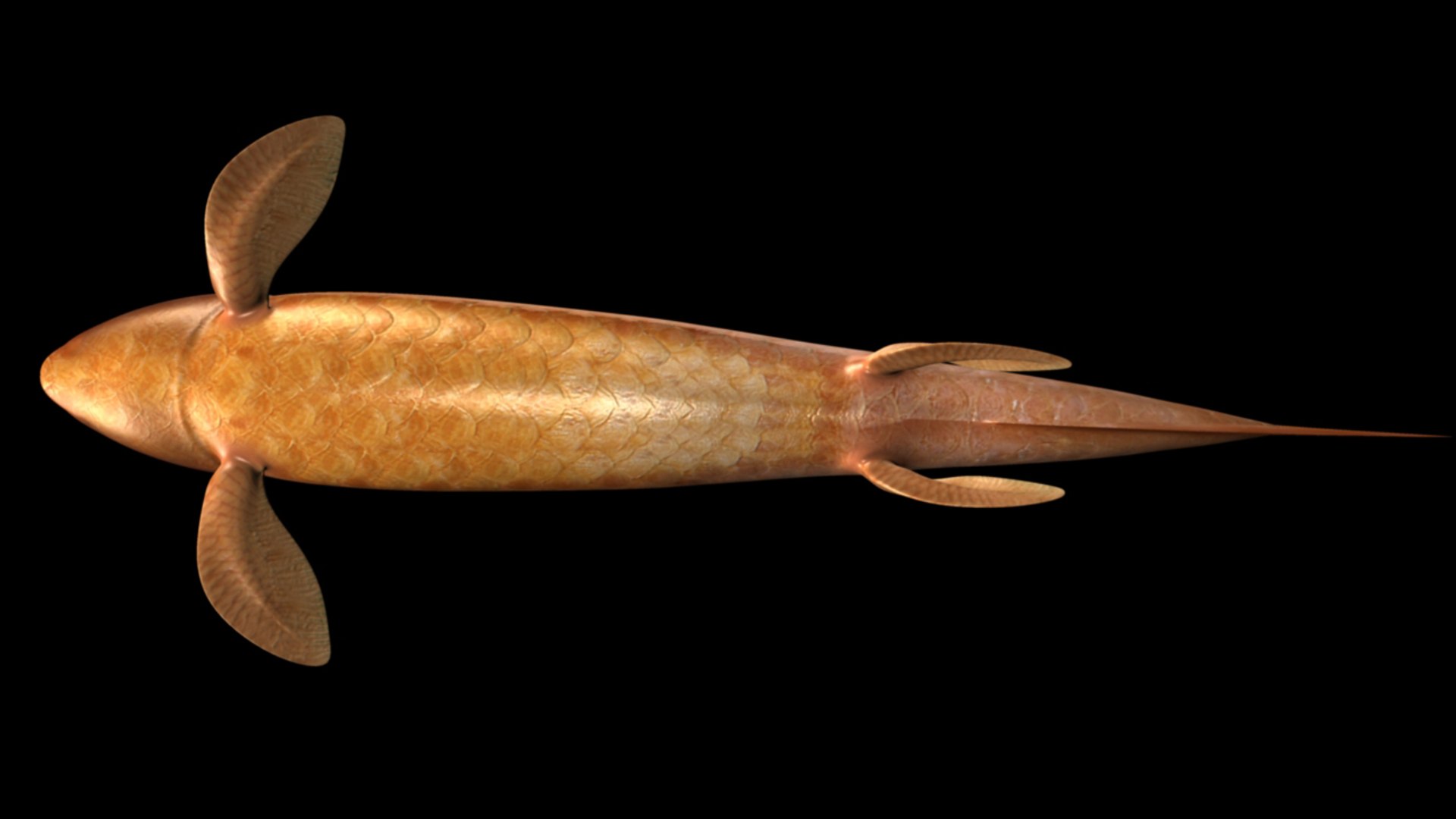 Neoceratodus Forsteri 3d Obj