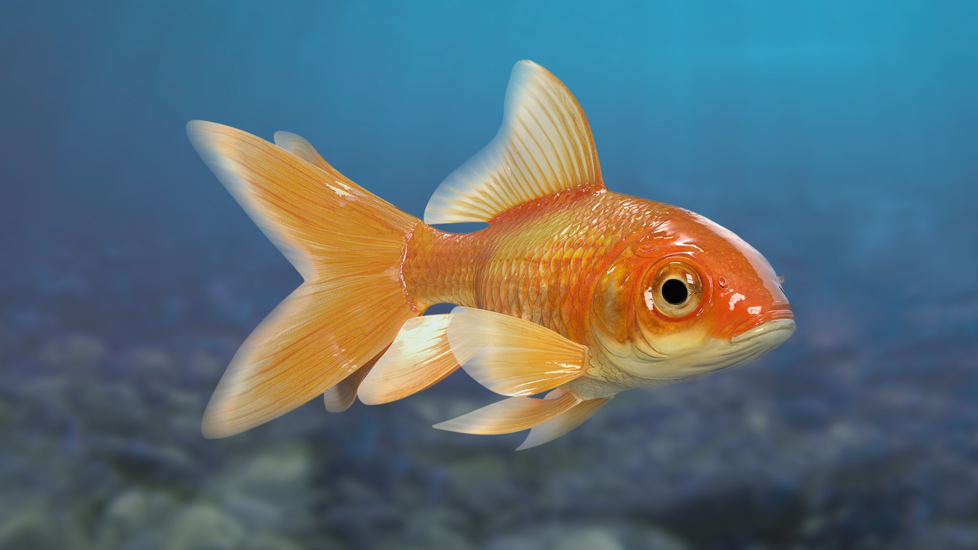 Gold Fish Animated 3D - TurboSquid 2011493