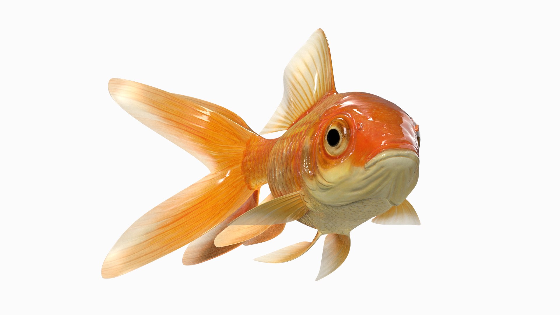 Gold Fish Animated 3D - TurboSquid 2011493