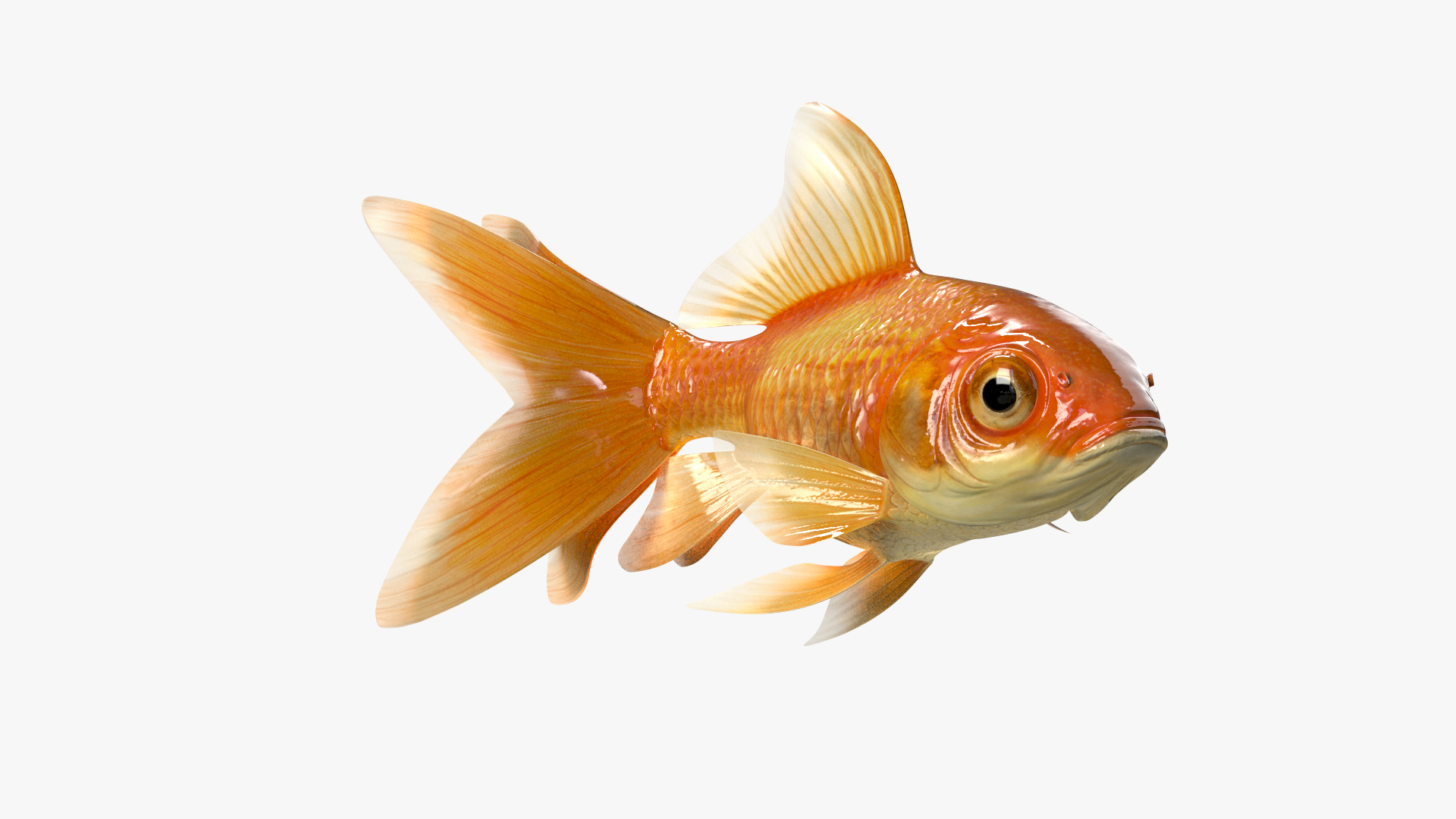 Gold Fish Animated 3D - TurboSquid 2011493