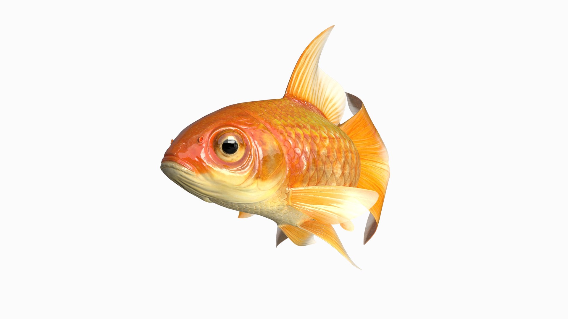 Gold Fish Animated 3D - TurboSquid 2011493