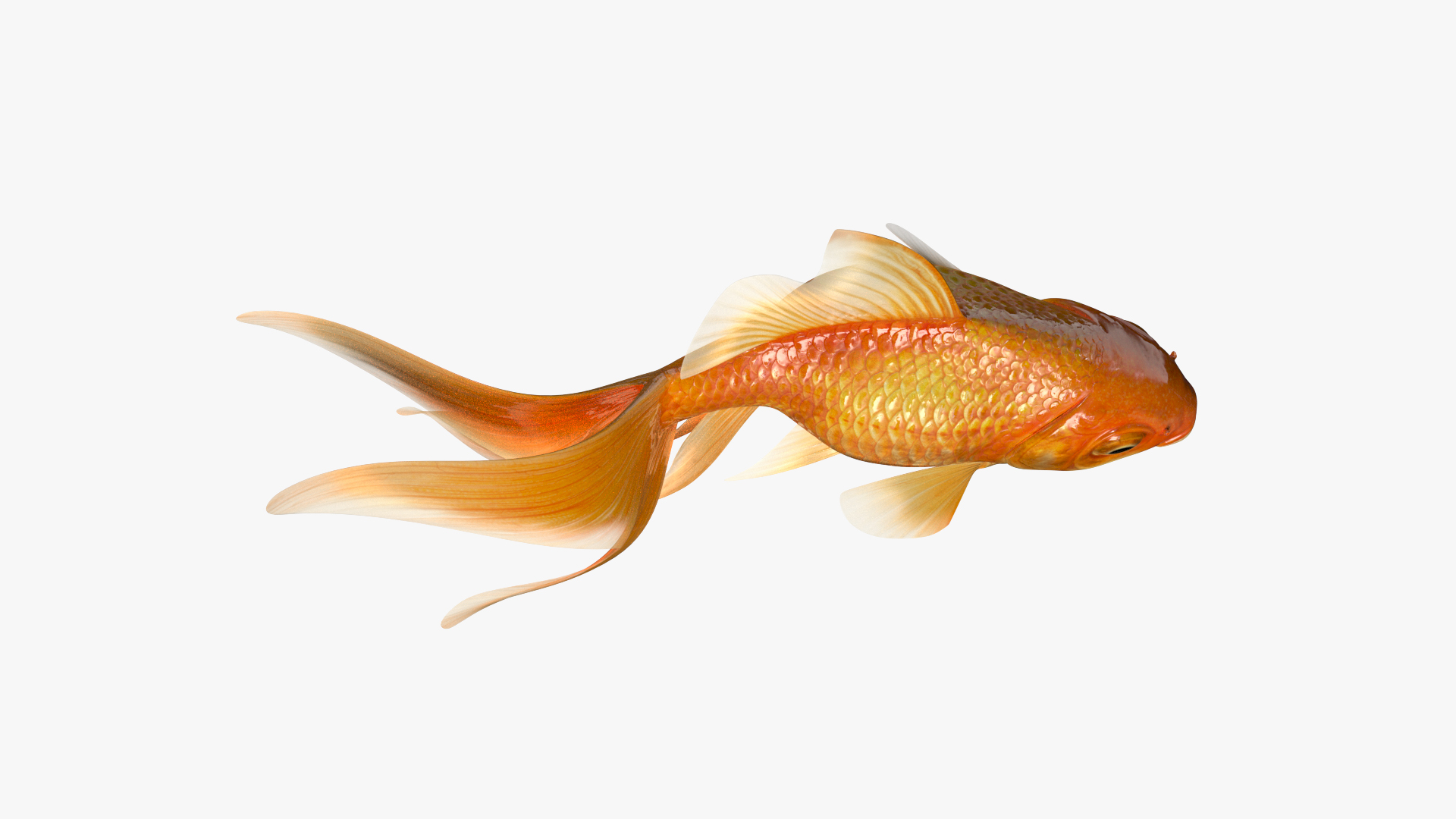 Gold Fish Animated 3D - TurboSquid 2011493